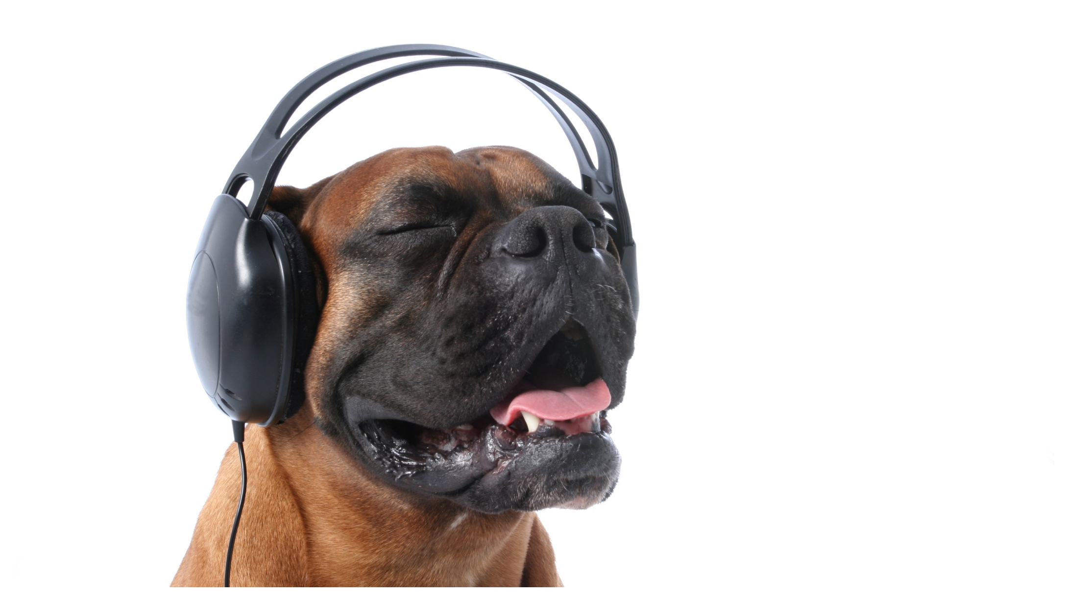 The Best Music-Inspired Dog Names For Pups With Songs In Their Hearts ...