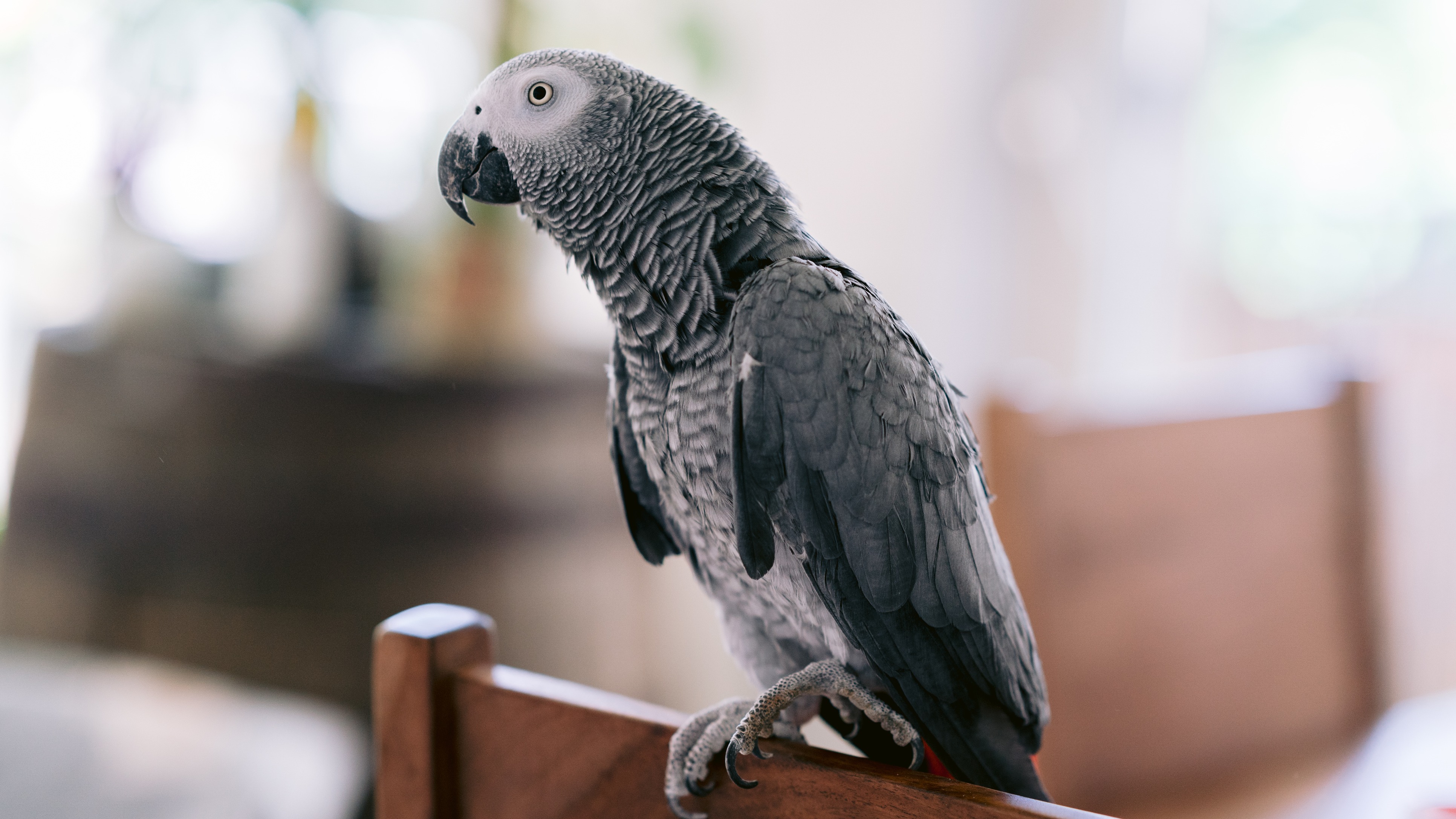 A Parrot Was Witness To A Family Murder | LittleThings.com