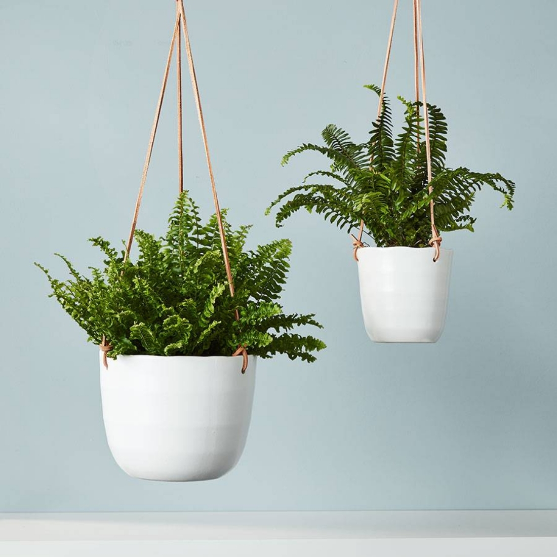 These Awesome Plants Will Bring The Spring Feeling Into Your Home ...