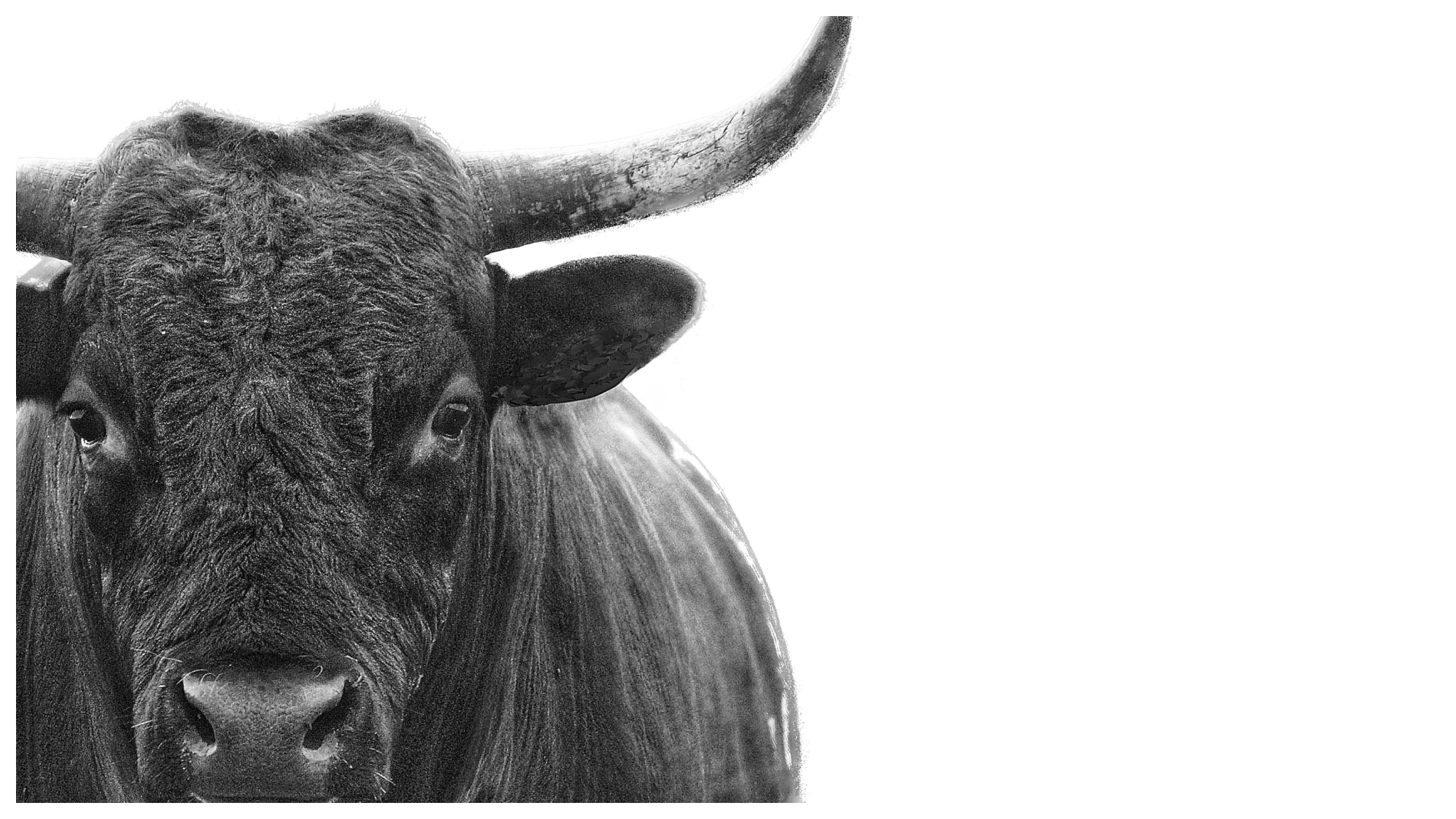 Ricardo the Bull, From Train Tracks To Tranquility At NJ Animal ...