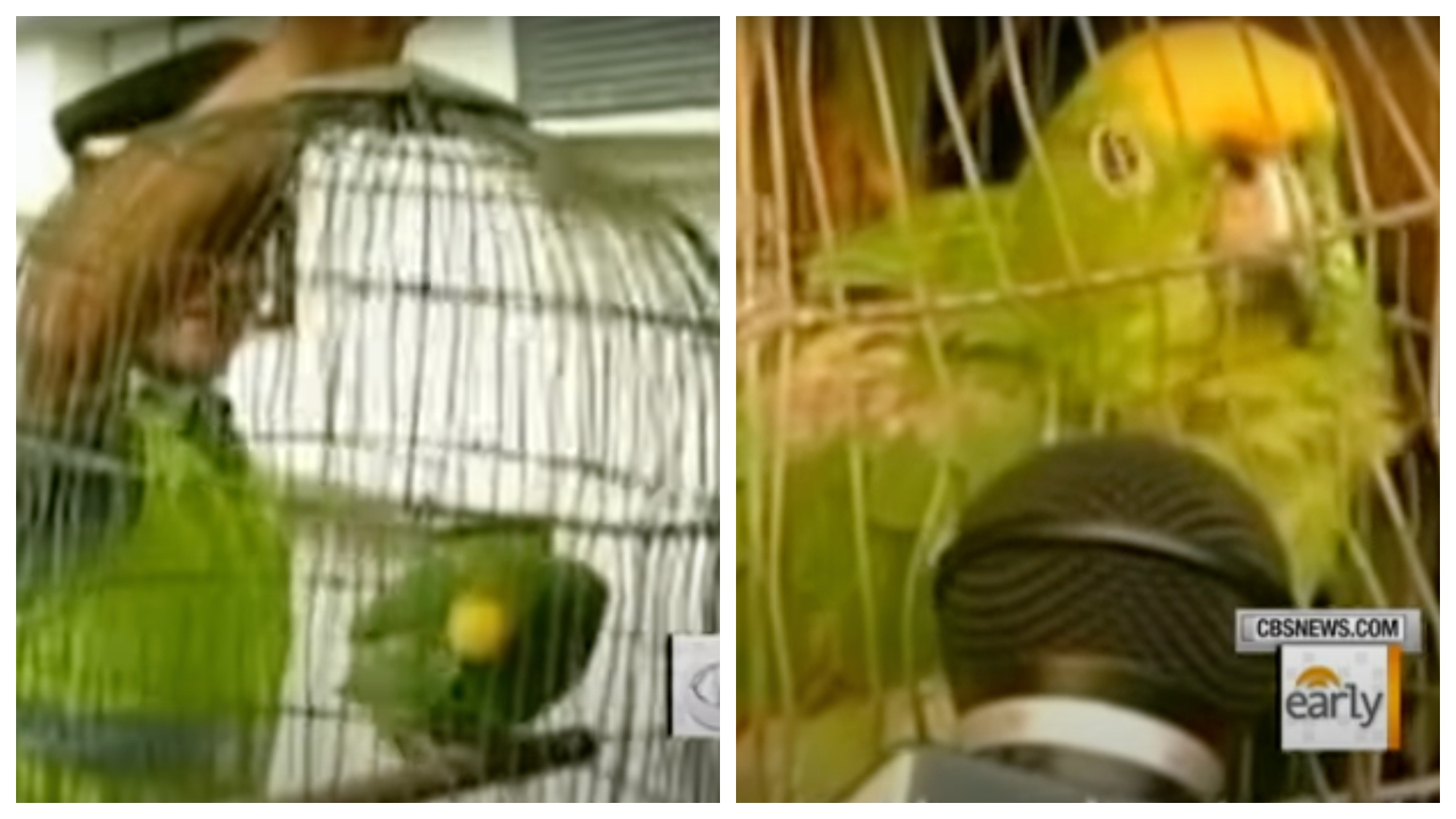 A Parrot Was Arrested In Colombia For Being A Lookout For Drug ...