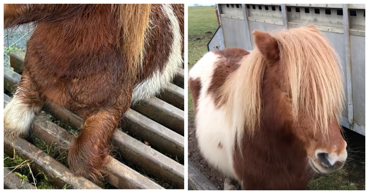 Shetland Pony Gets Stuck In Cattle Grid For Four Hours After Gate Is ...