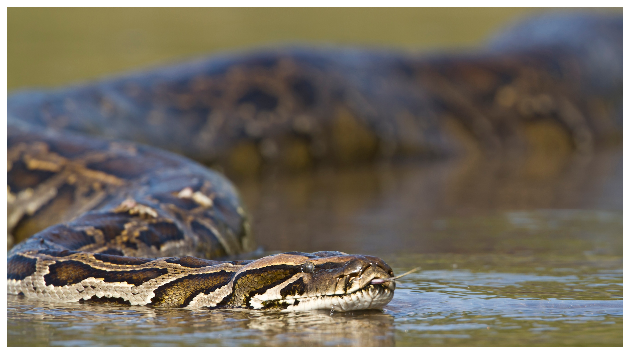 Giant Python Kills And Devours Missing Mother Of Four | LittleThings.com