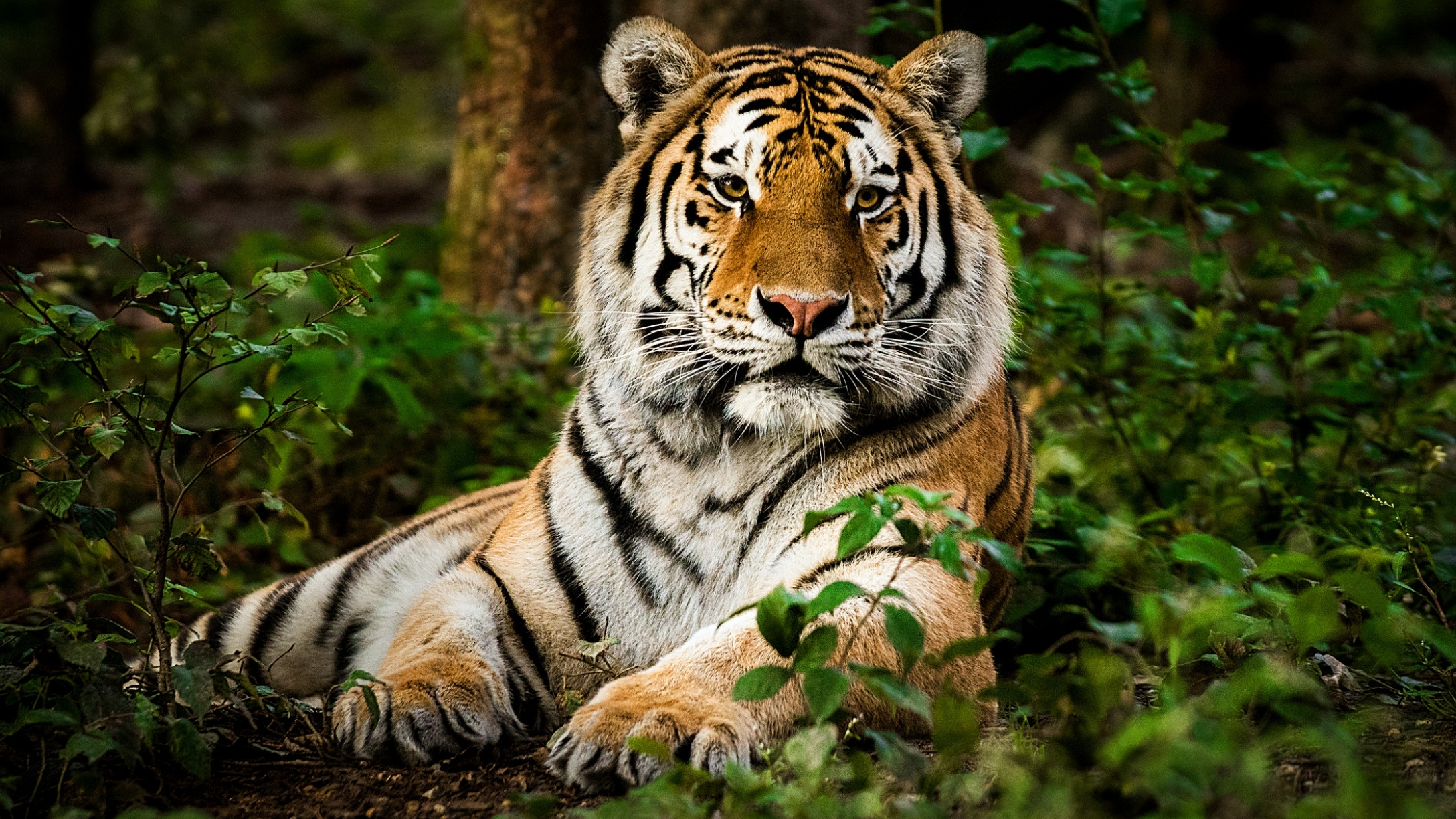 Teen Girl Survives Tiger Attack At Animal Sanctuary And Gets A Surprise ...