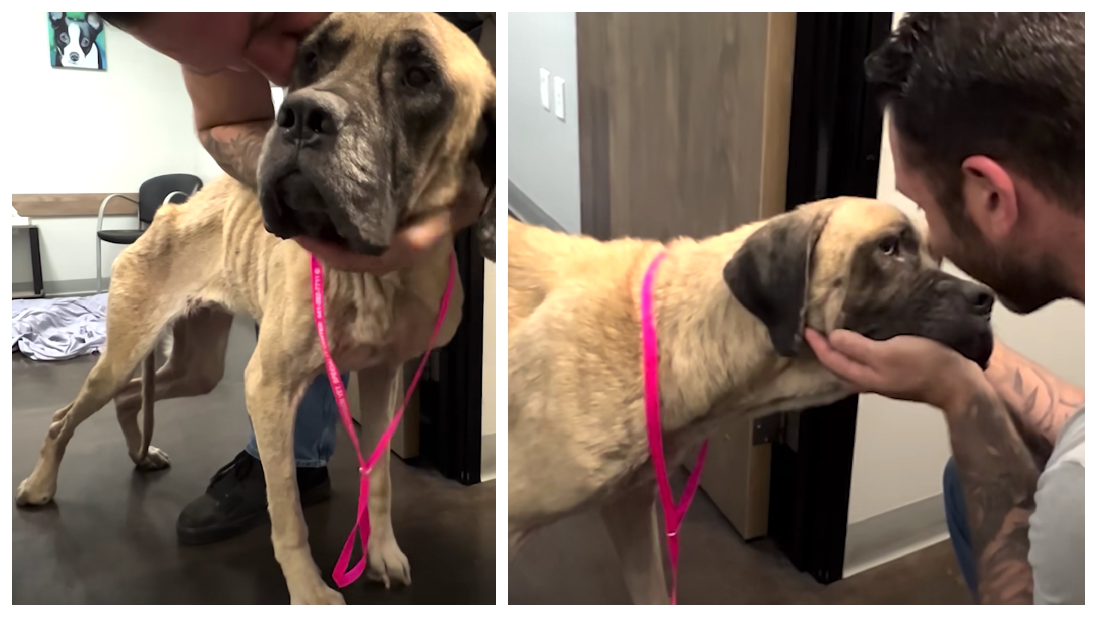 A Man Puts A Shattered Dog Back Together With Love | LittleThings.com