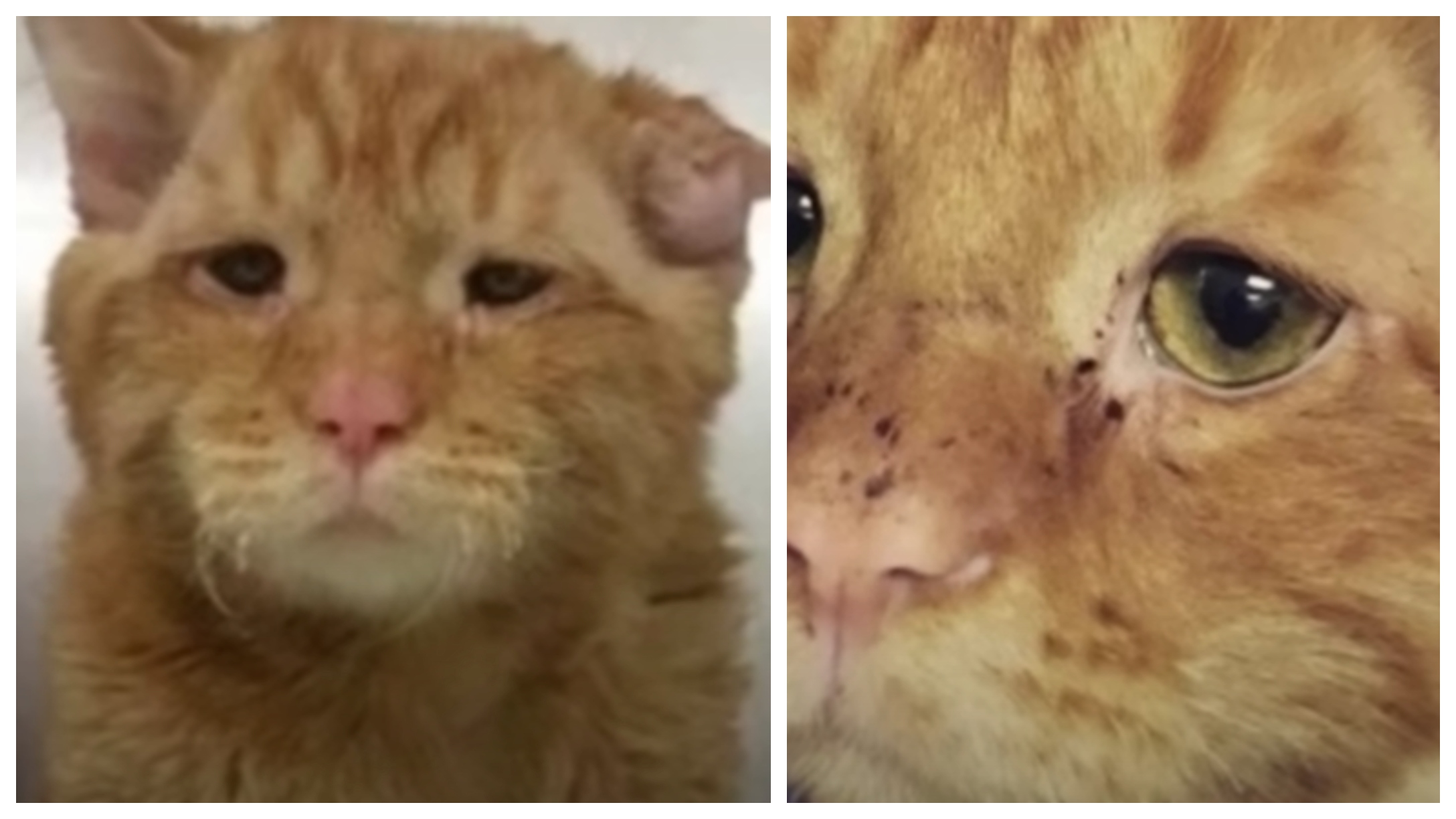 A Couple Adopts The Saddest Cat & An Hour Later Something Shocking ...