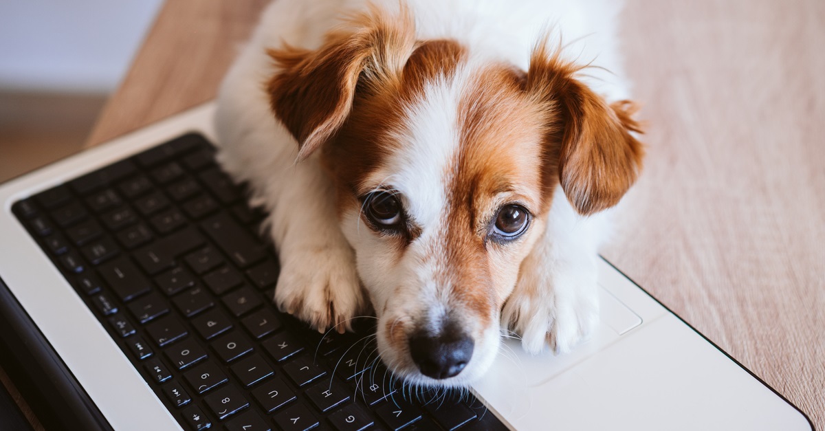 8 Reasons Why Dogs Are The Perfect Work Pet | LittleThings.com