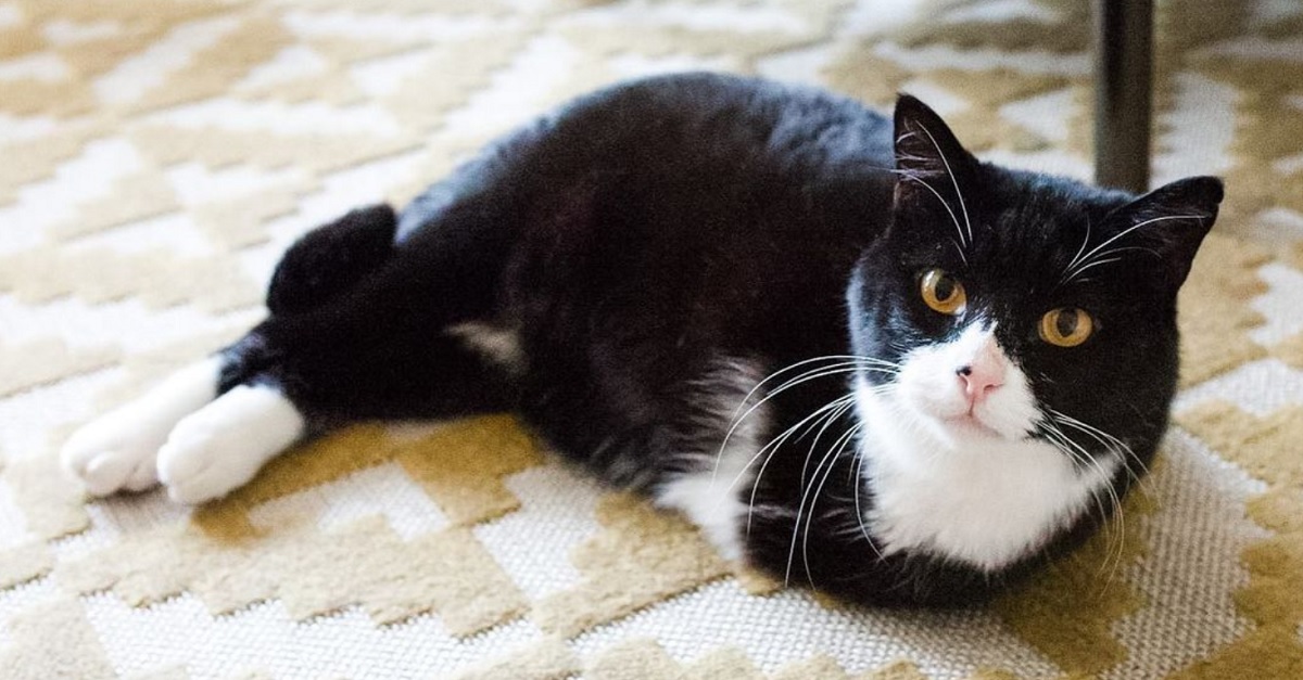 A 2-Legged Cat Named Rexie-Roo Is Actively Spreading The Word On ...