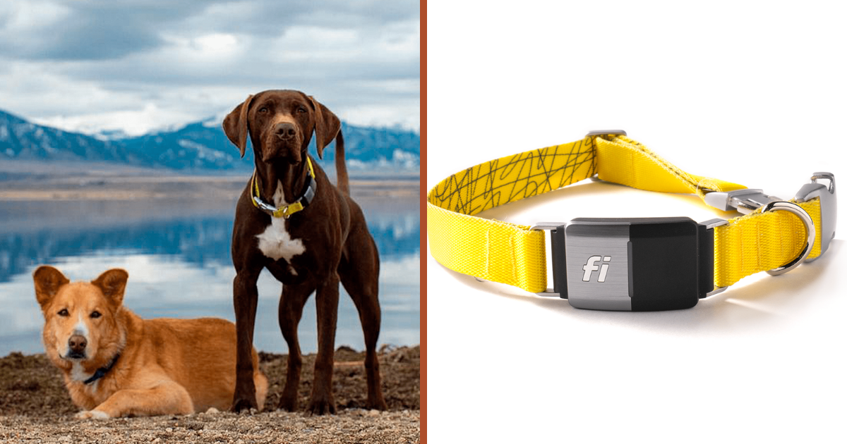 Fi Dog Collar Is Perfect For Dogs Who Like To Try To Escape ...