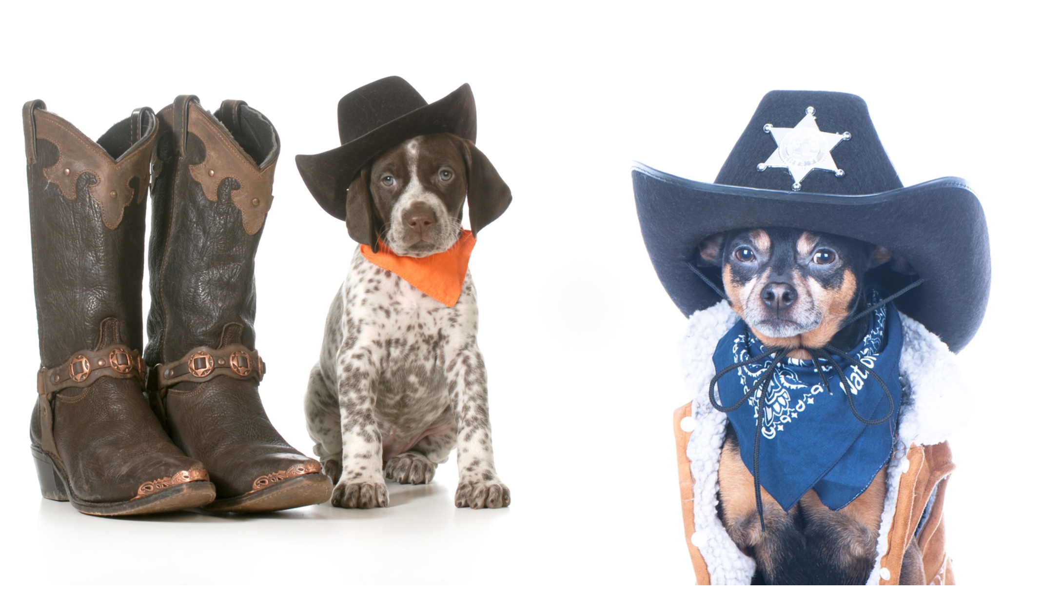 The Best Country-Inspired Dog Names | LittleThings.com