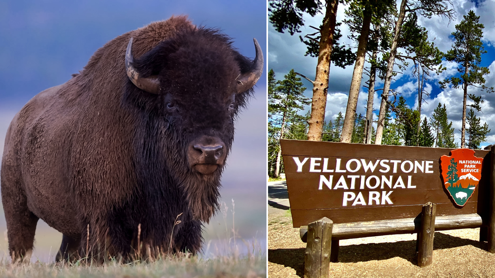 Idaho Man Arrested After Bison Incident At Yellowstone National Park ...