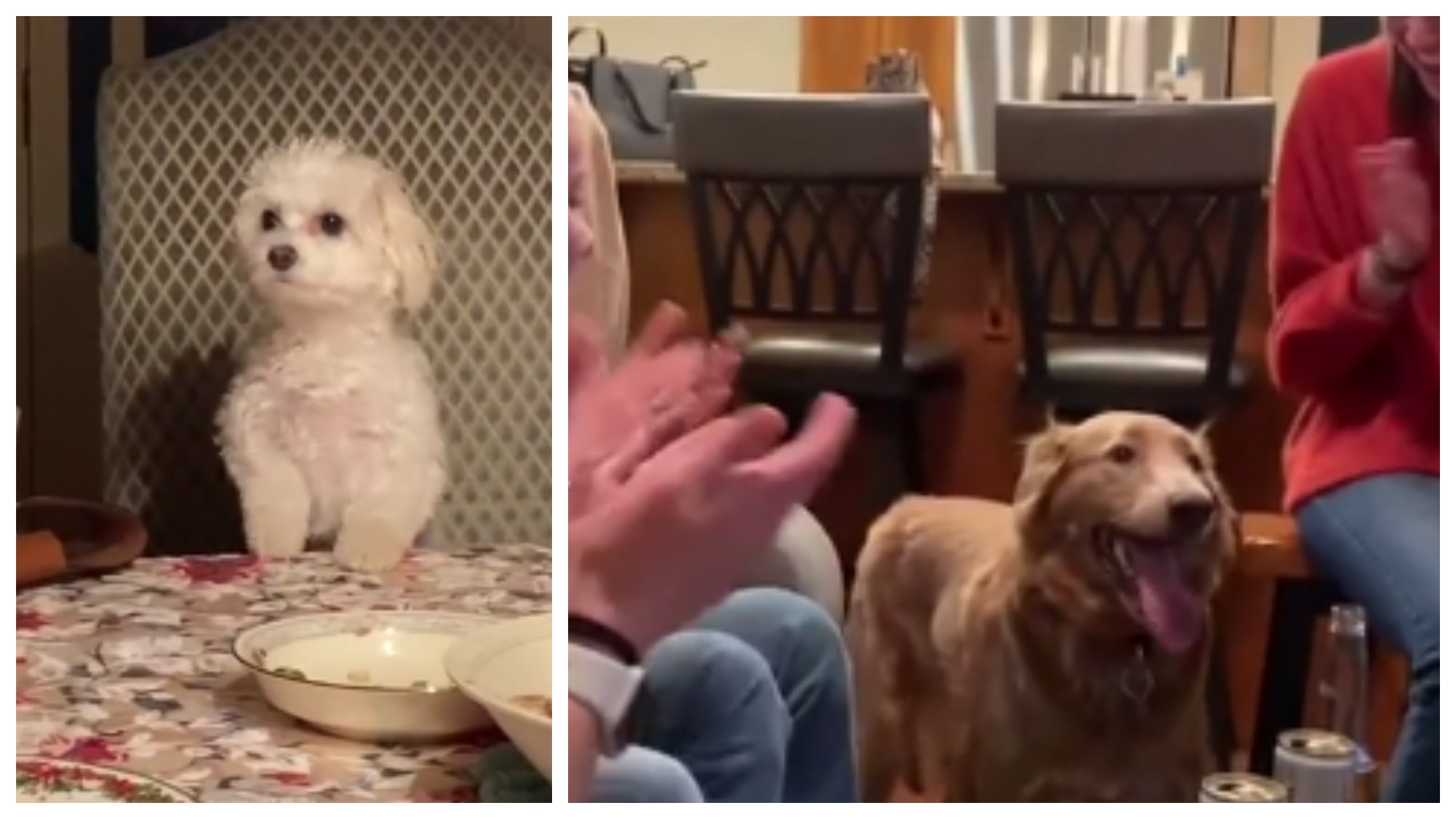 These Videos Of People Applauding Their Dogs For No Reason Is The ...