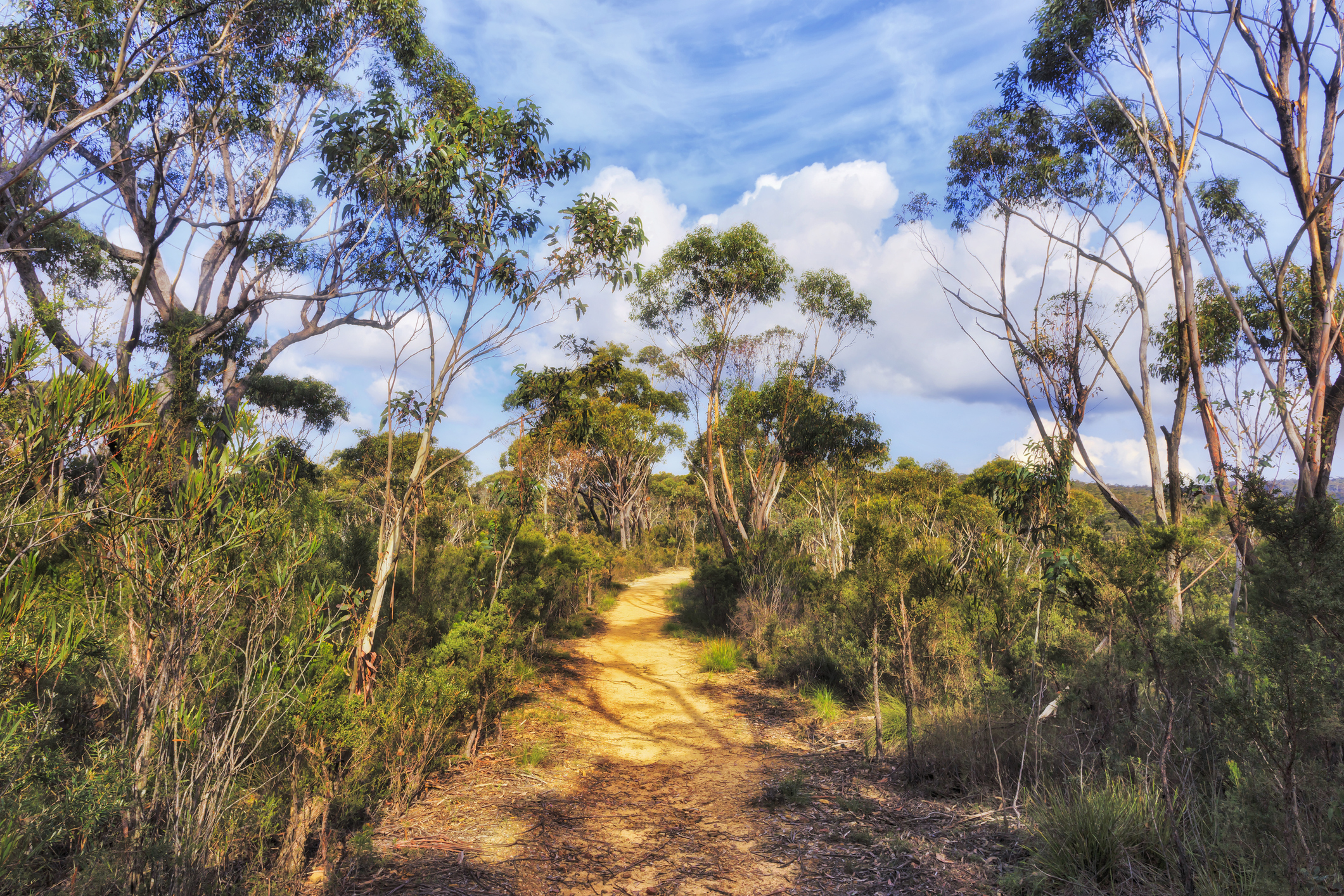 Woman Survives 5 Days In Australian Wilderness With Bottle Of Wine And ...