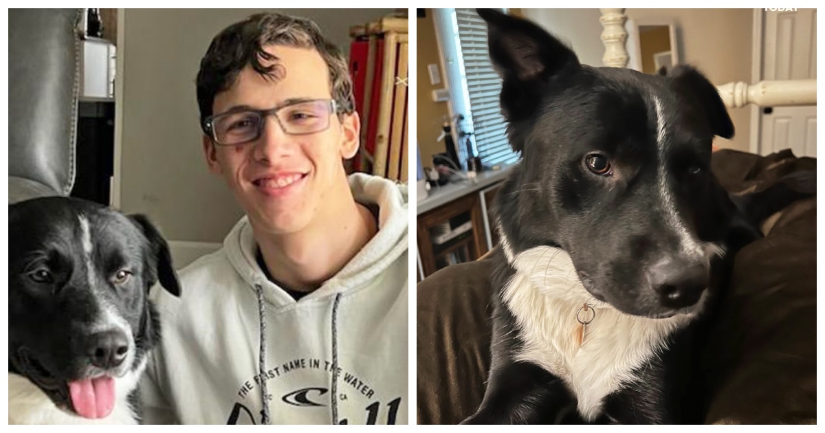 17-Year-Old Saved By Dog After Having A Stroke While His Family Was ...