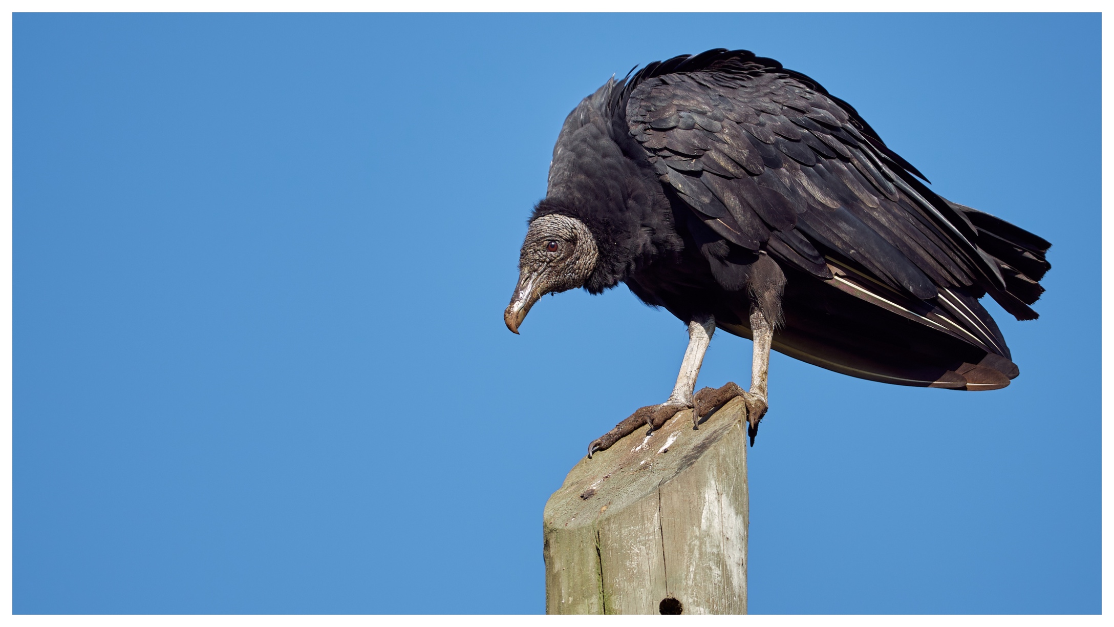 A Pair Of Dumpster-Diving Vultures In Connecticut Got Too Drunk To Fly ...