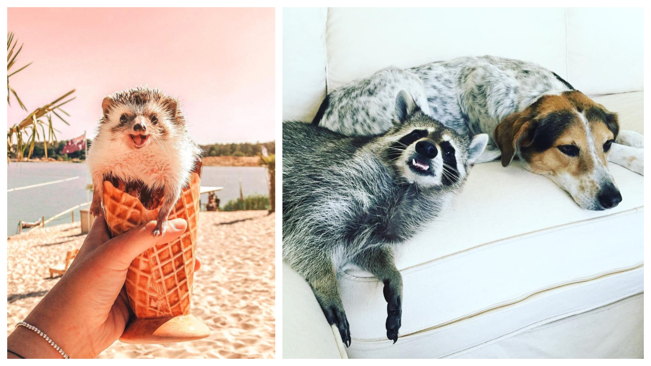 These Unique Animals Make Wonderful Pets To Their Lucky Owners ...