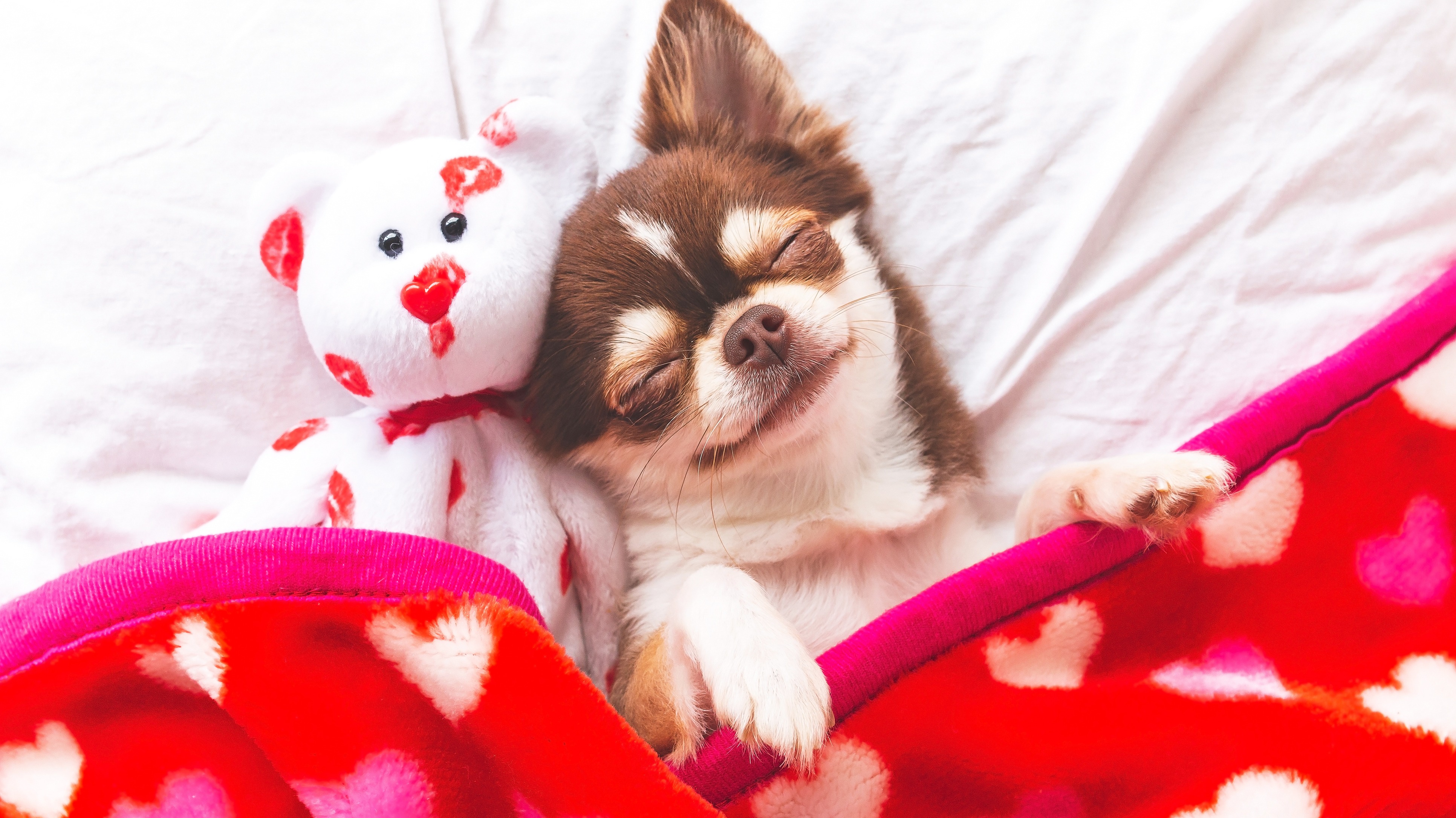 How To Show Love To Your Pet On Valentine's Day | LittleThings.com