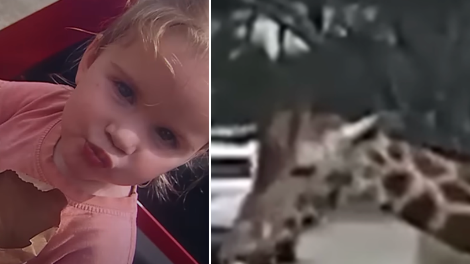 Video: Giraffe Picks Up Toddler At Fossil Rim Wildlife Center In Texas ...