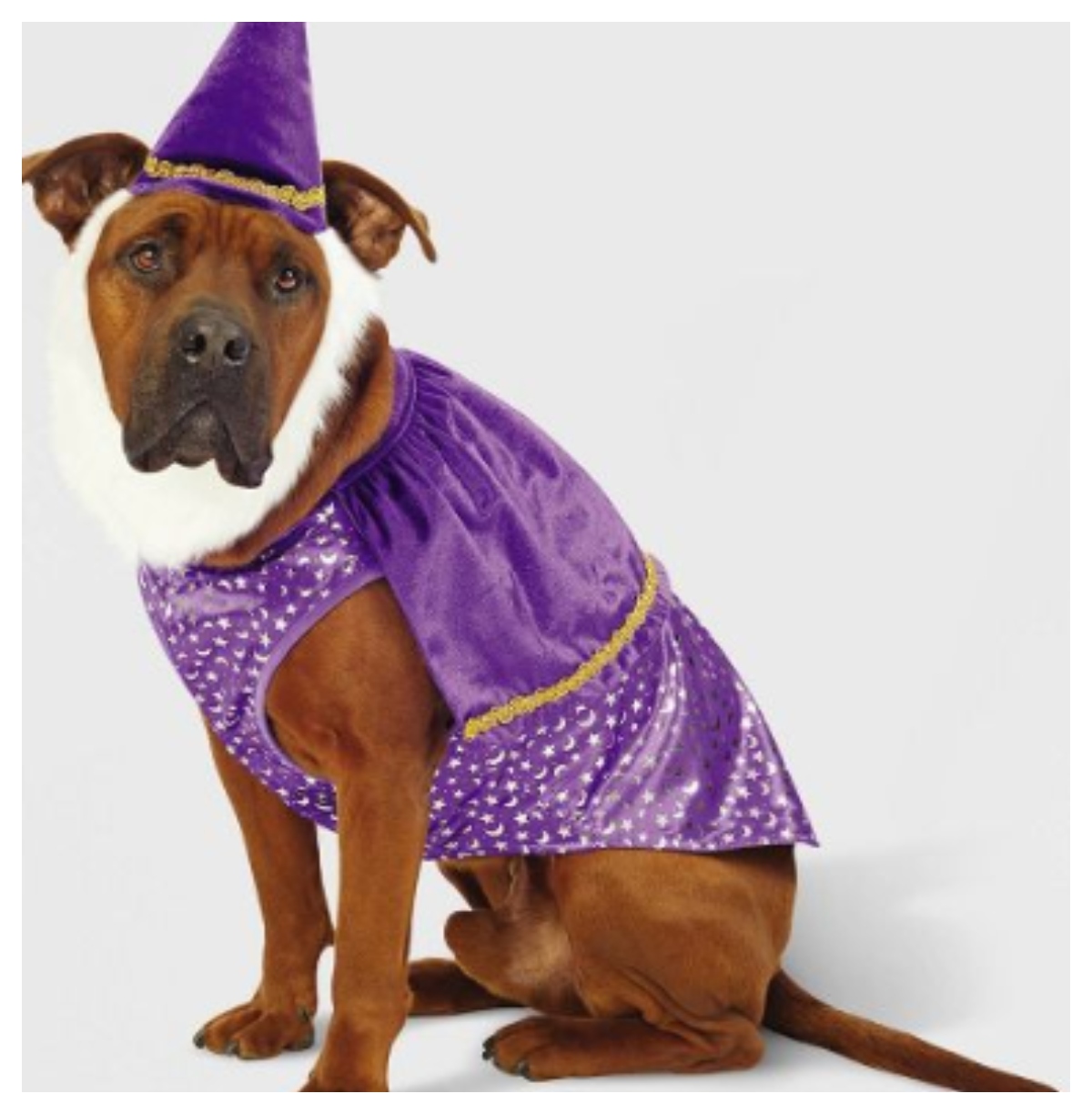 7 Of The Best Dog Halloween Costumes | LittleThings.com
