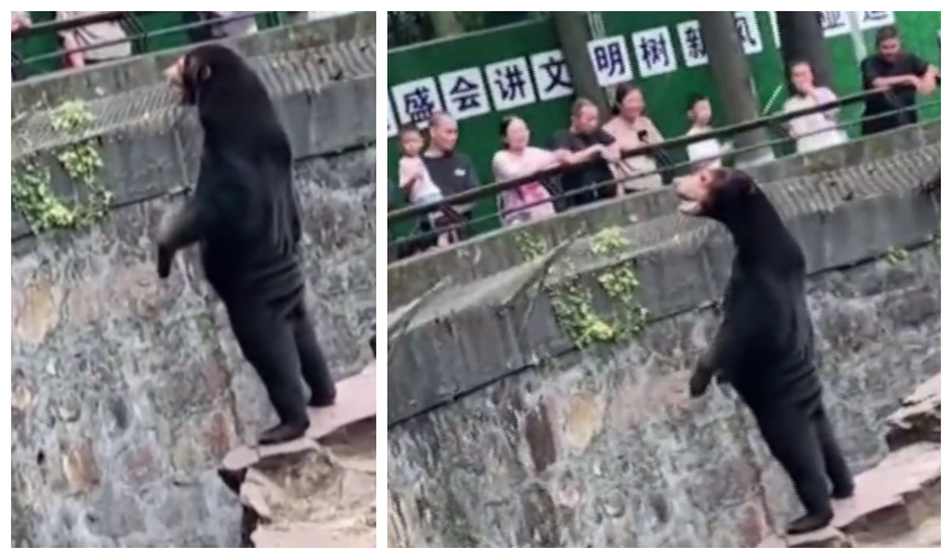 Visitors At Chinese Zoo Allege That Zookeepers Are Dressing Up In Sun ...