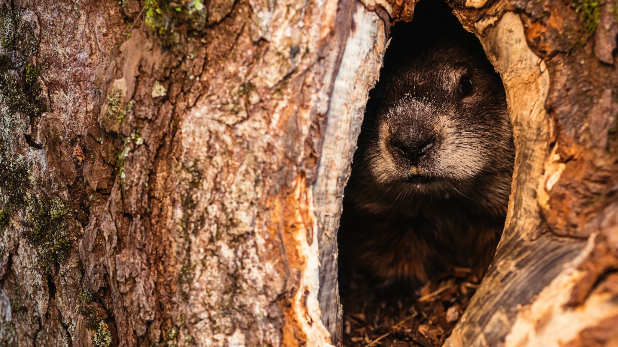 Predictions Are In From The World's Most Famous Groundhog, Here's What ...