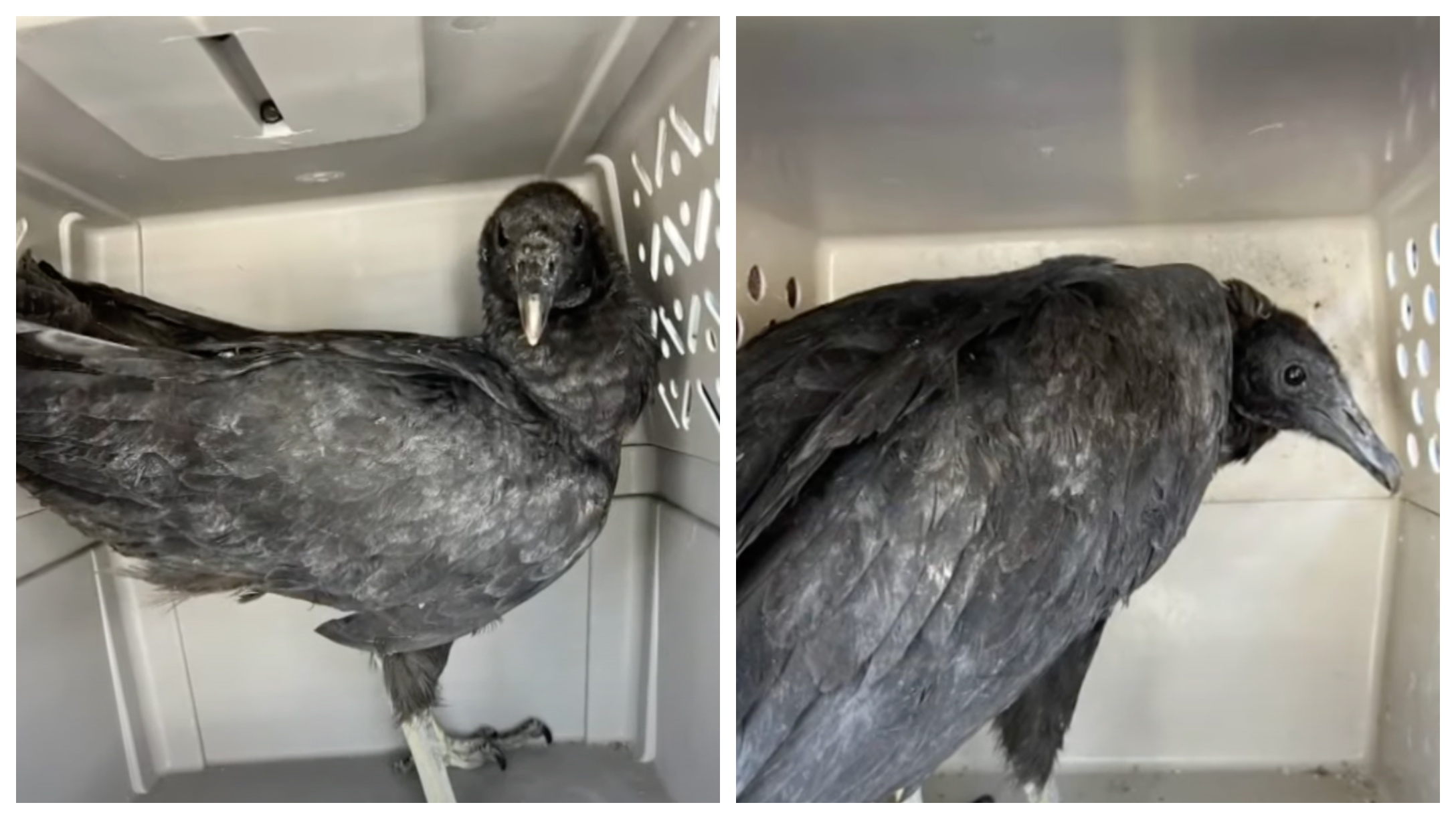 A Pair Of Dumpster-Diving Vultures In Connecticut Got Too Drunk To Fly ...