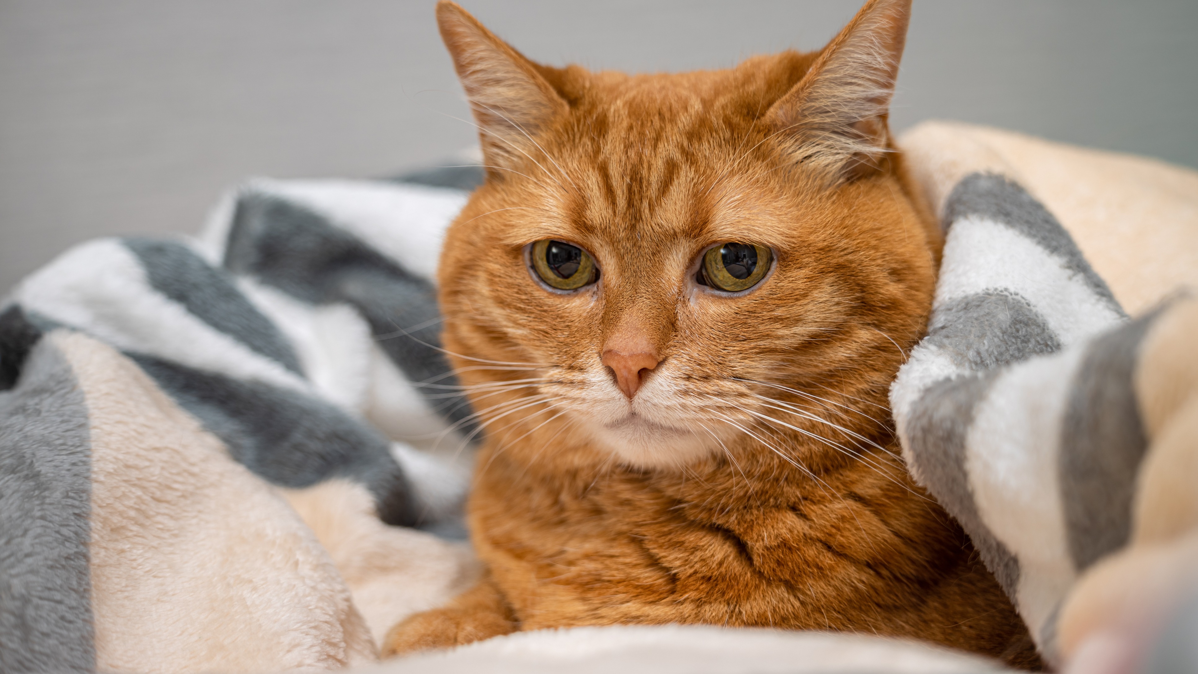 A Couple Adopts The Saddest Cat & An Hour Later Something Shocking ...