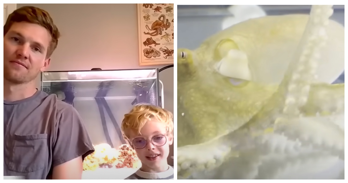 A Pet Octopus Laid Over 40 Eggs Weeks After Dad Gifts It To Son ...
