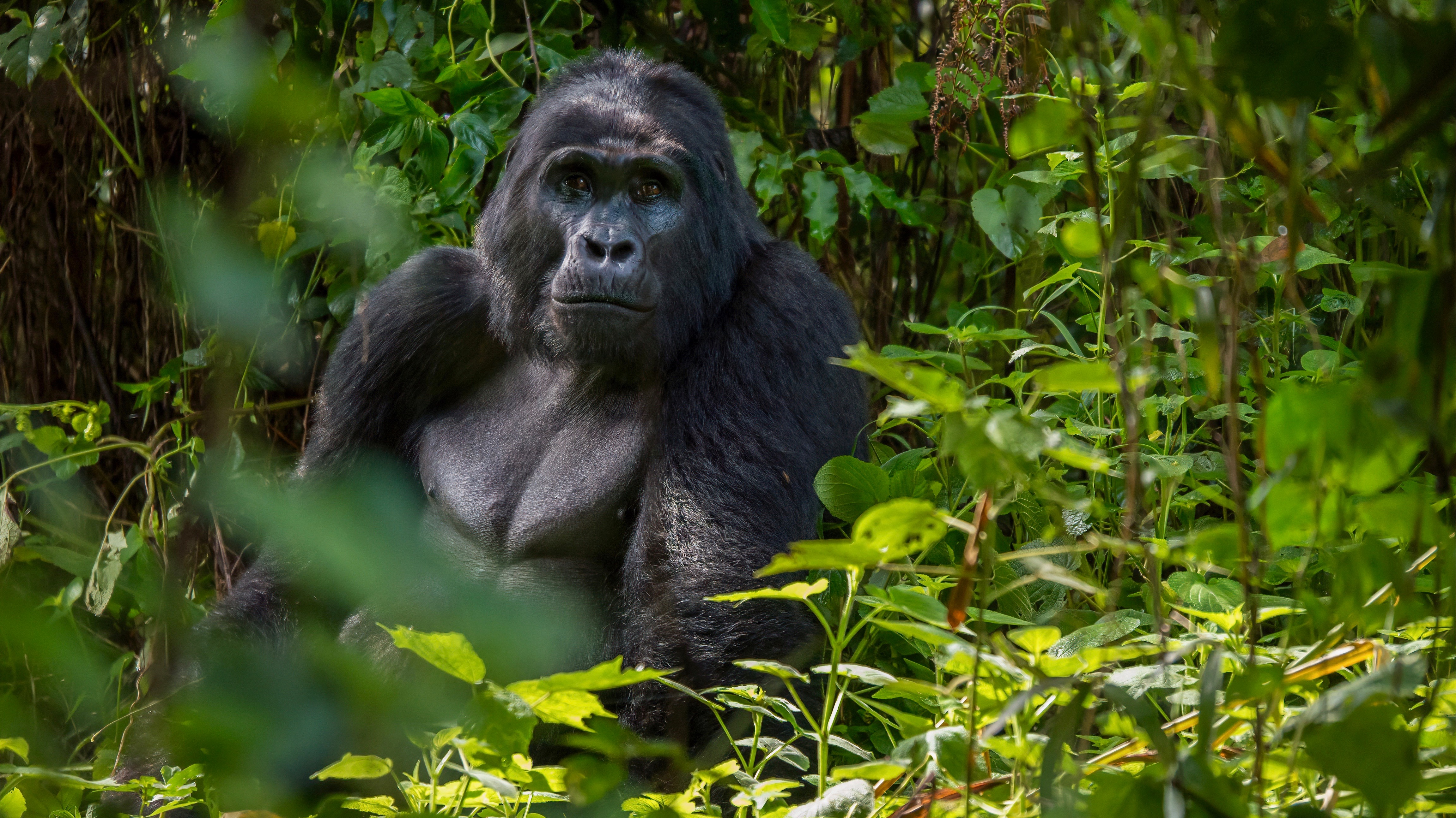 The Common Trend Of Kids Falling Into Gorilla Enclosures, Each With A ...