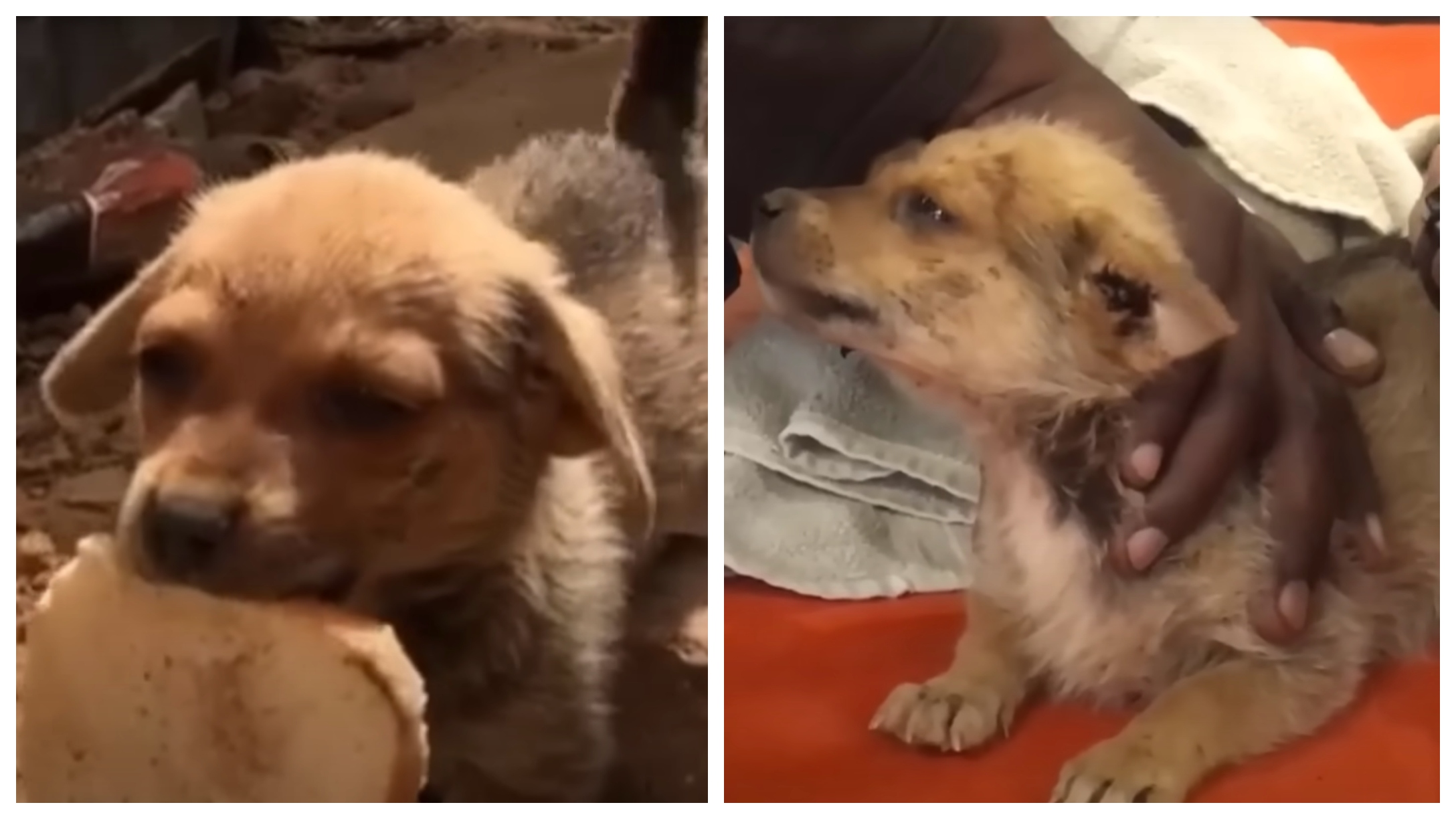 Homeless Puppy Shares A Piece of Bread With His Rescuers To Ask Them ...