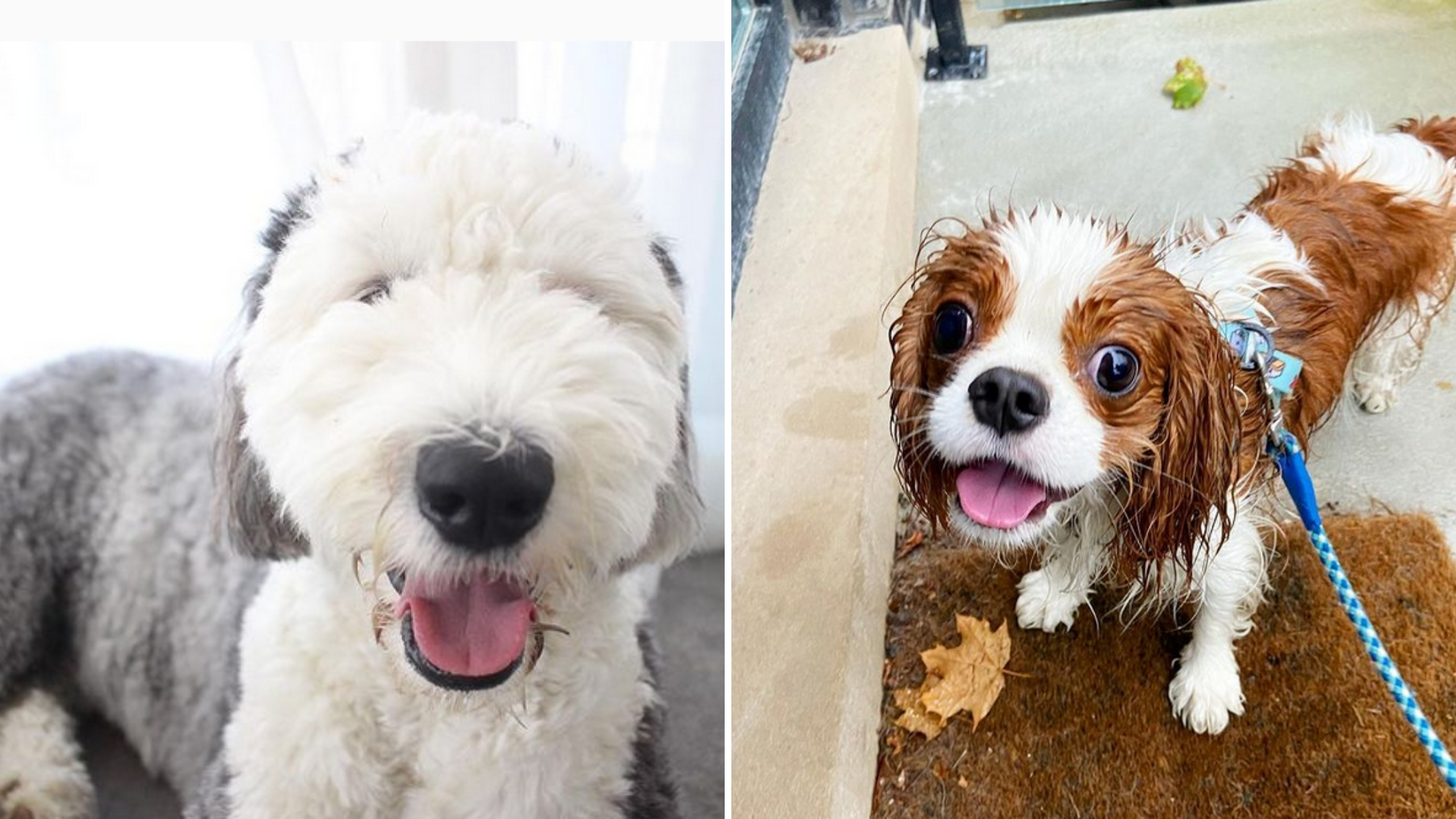 20 Most Popular Dog Names In The Whole Wide World | LittleThings.com