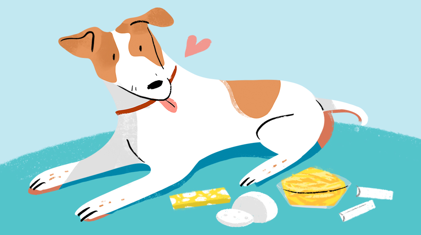 What Types Of Cheese Can Dogs Eat? | LittleThings.com