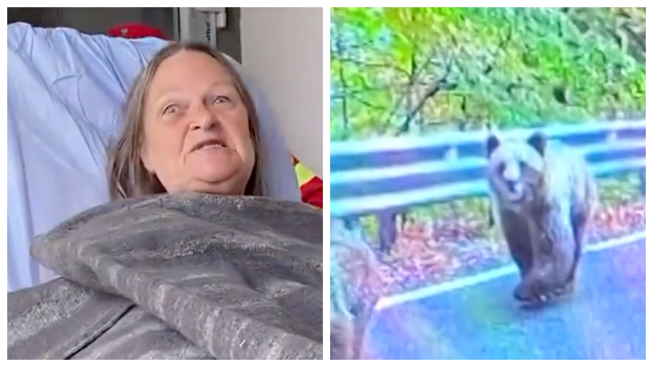 Tourist Mauled When Attempting To Take A Selfie With A Bear In Romania ...