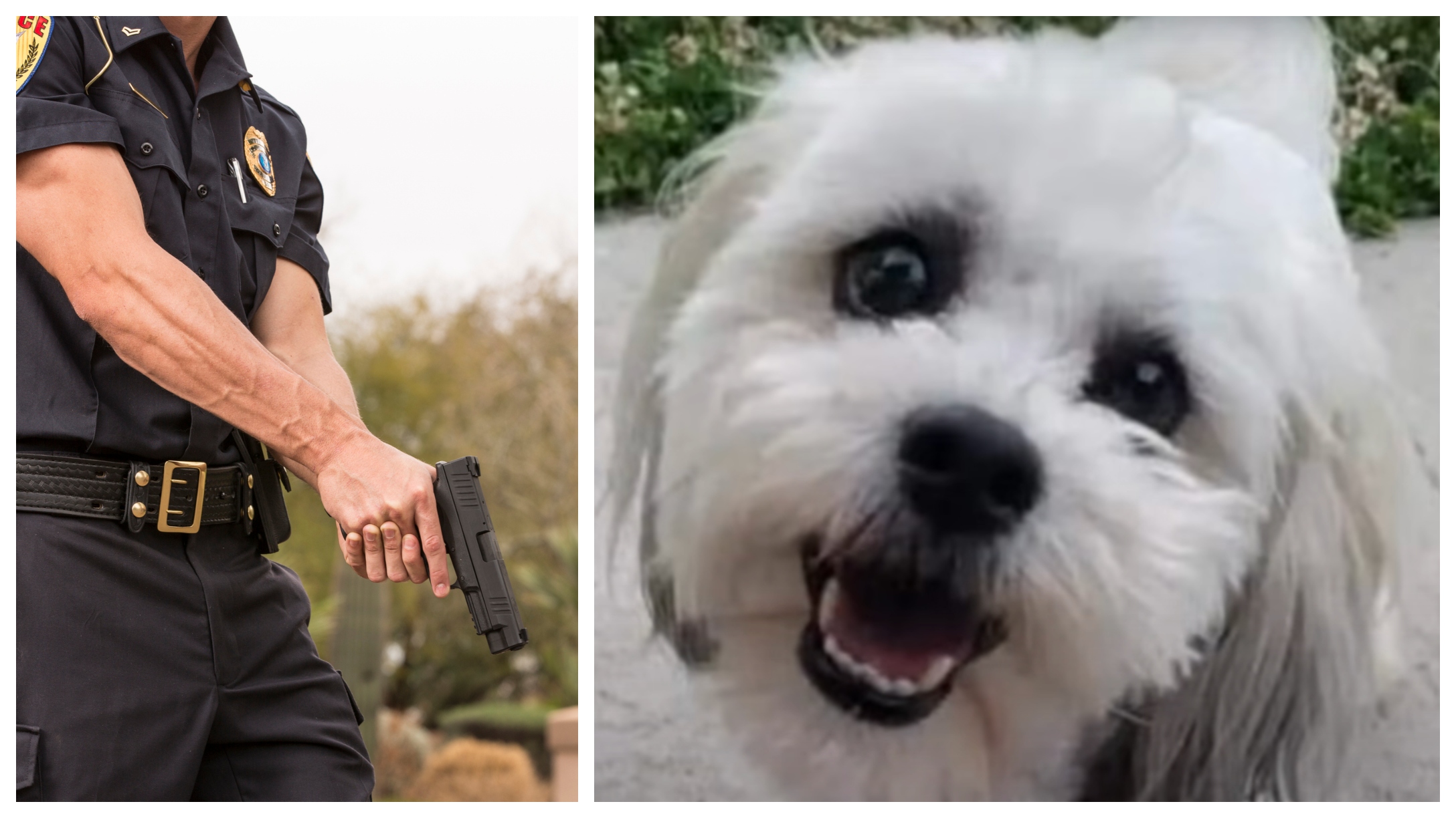 Cop Shoots Old, Blind, And Deaf Dog, Mistaking It For Rabid ...