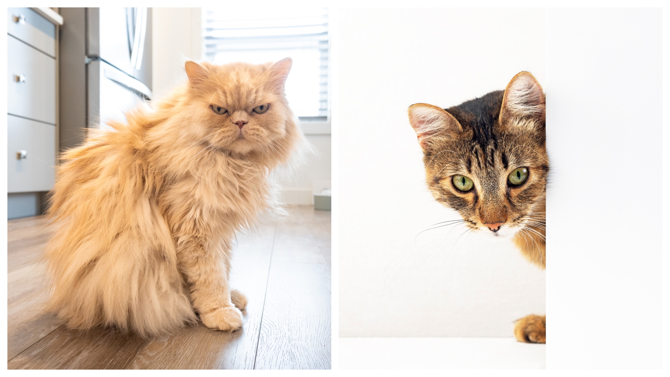 New Study Finds Having A Cat Can Double Your Chance Of Developing ...