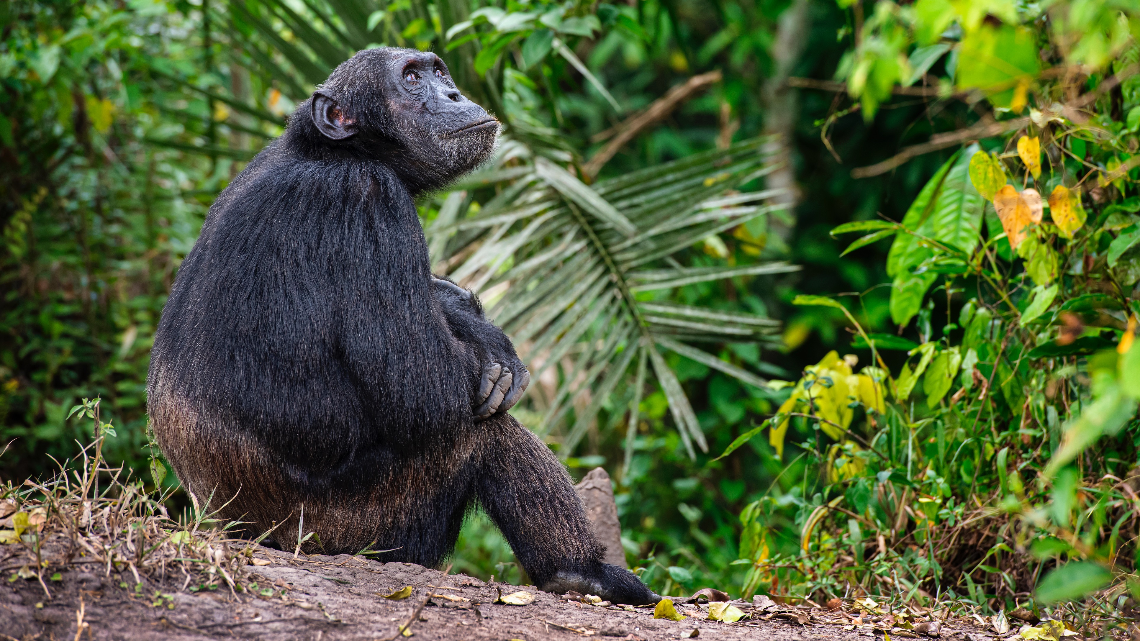 Vanilla The Chimp Sees Sky For The First Time After Being Caged Her ...