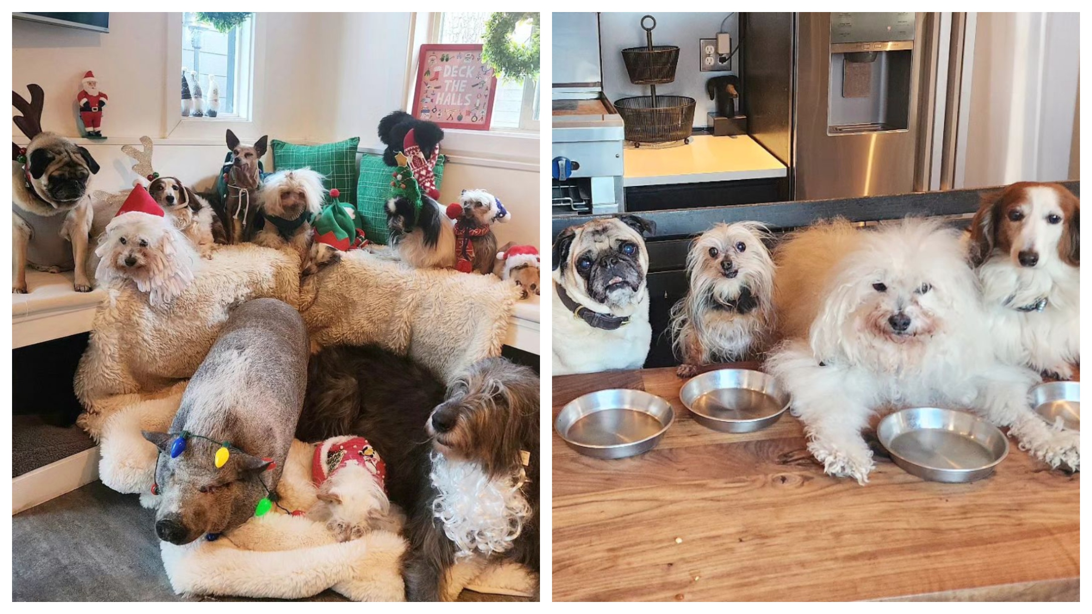 Retiree Rescues Overlooked Senior Dogs, Providing A Home For Their ...