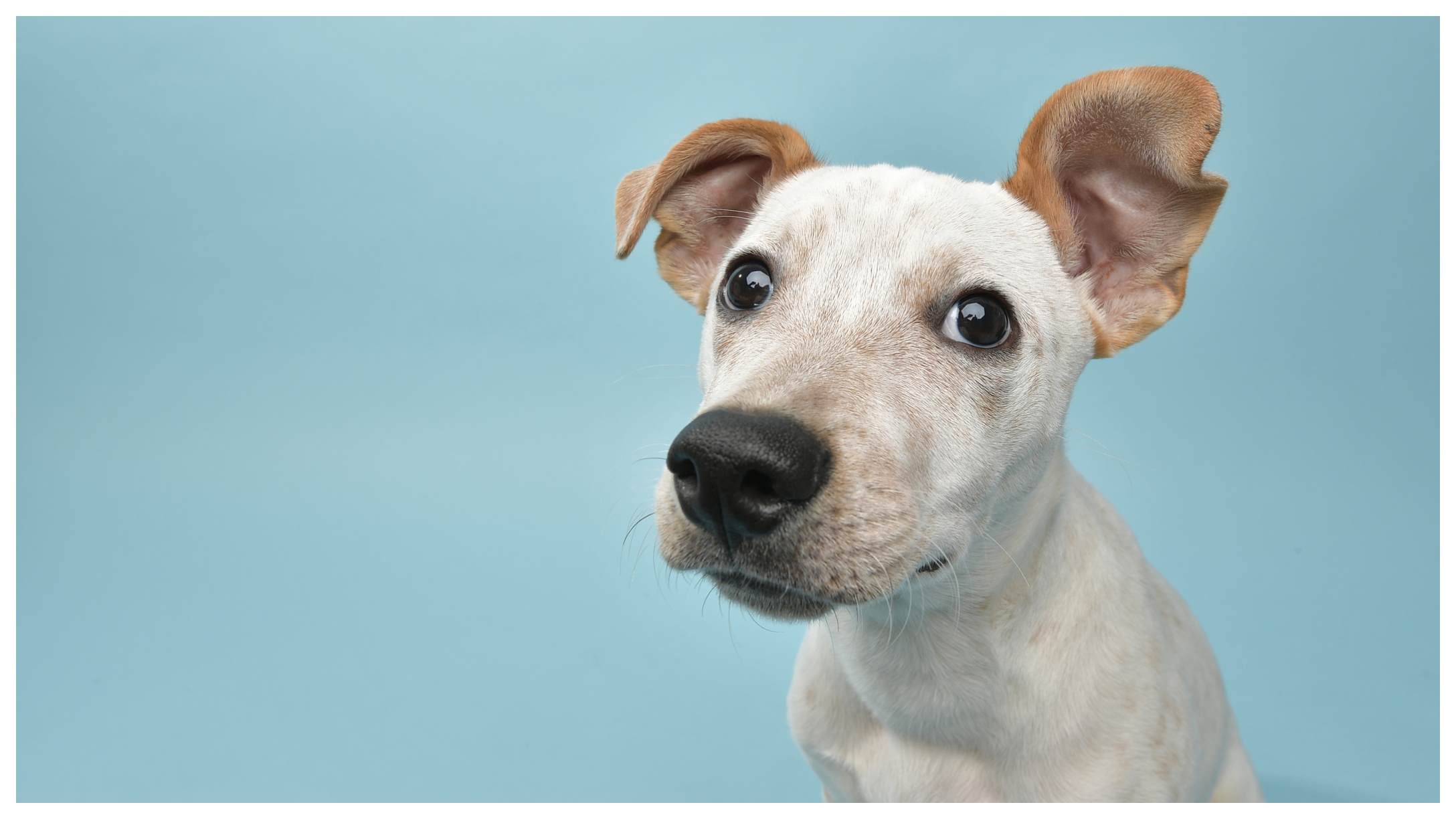 The Most Adorable Names For Male Dogs | LittleThings.com