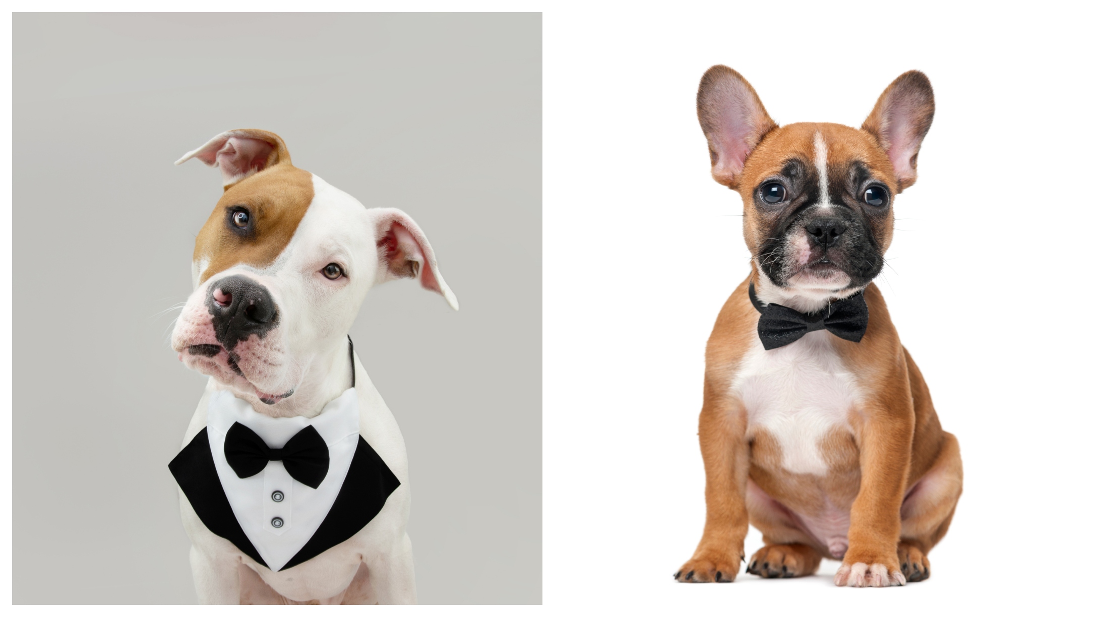 The Classiest Dog Names For Sophisticated Pups | LittleThings.com