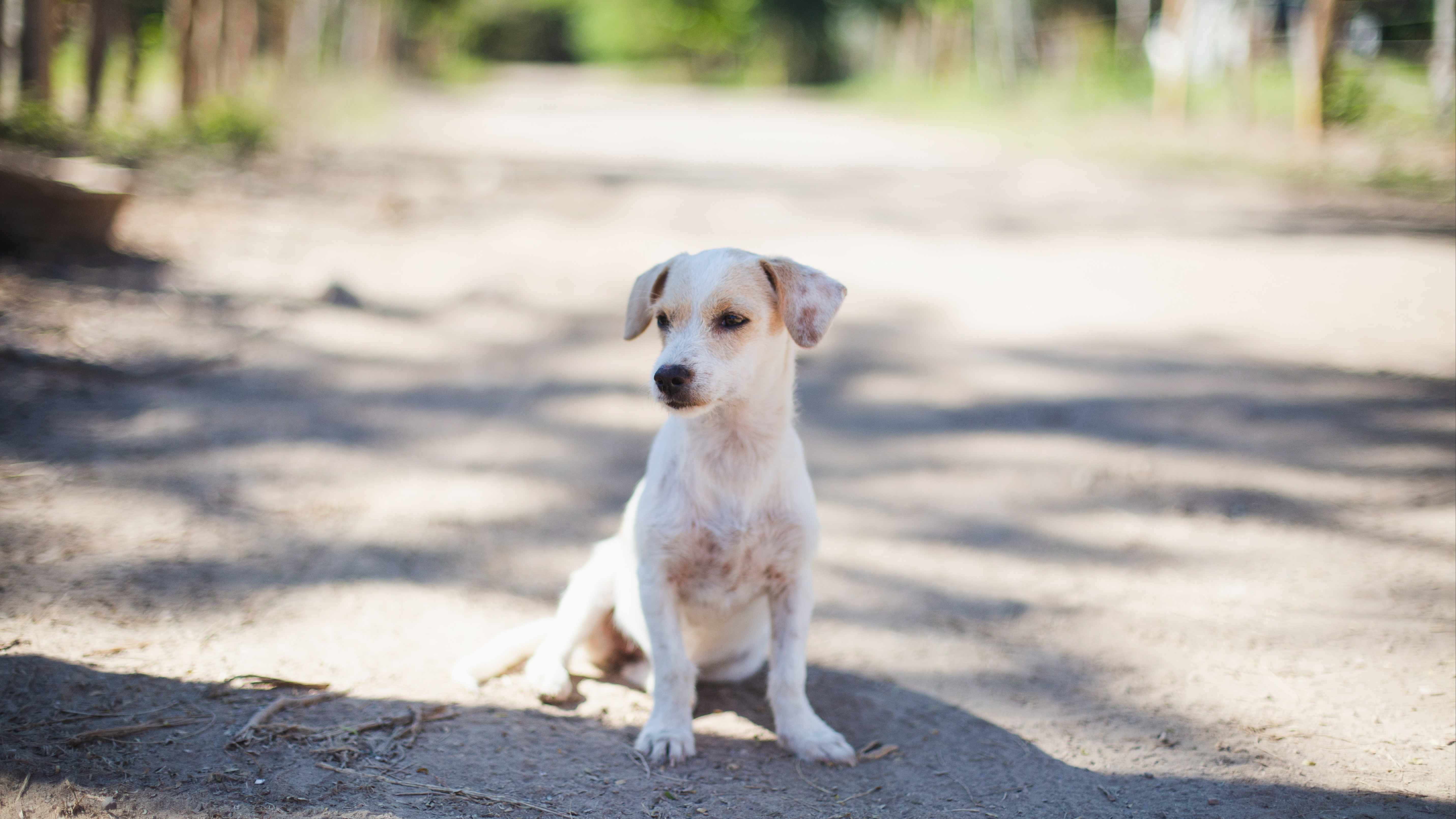 Dogs Also Separated From Their Families at US-Mexico Border ...