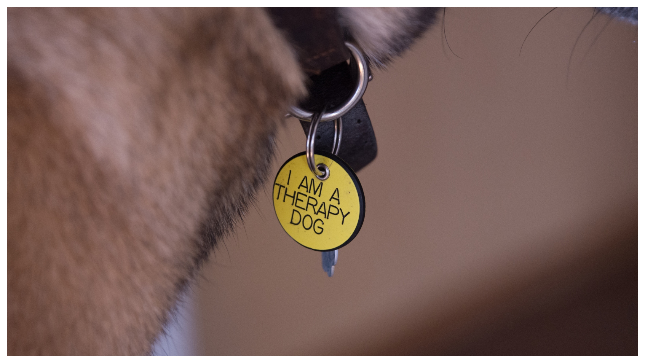Therapy Dog Chance Has A Missing Leg And Helps Kids With Limb ...