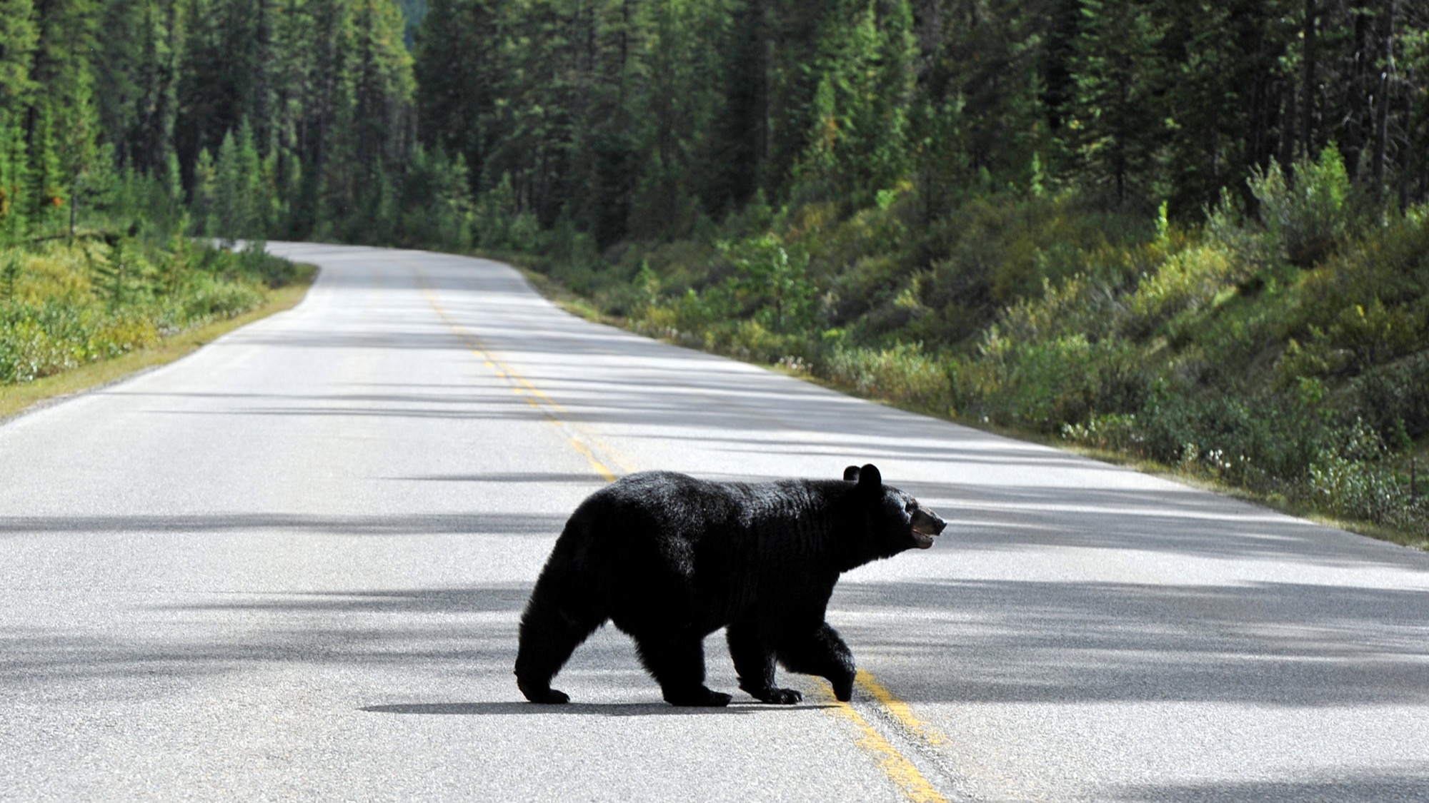 New Jersey Home Almost Broken Into By Bear Chasing Dogs | LittleThings.com