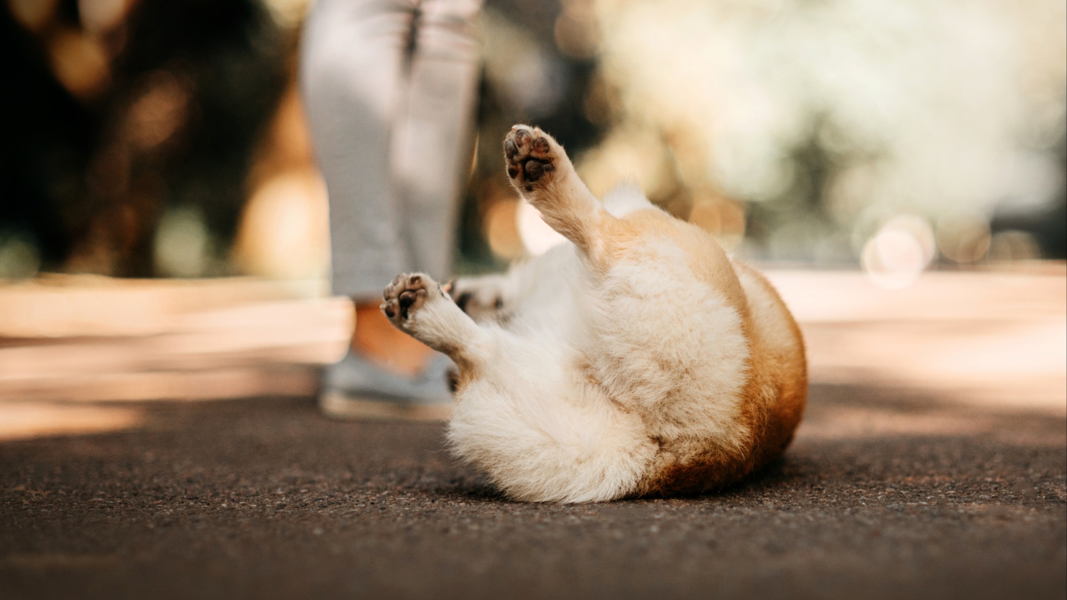 Dog Gets Head Stuck In Cheese Ball Jug For 3 Days | LittleThings.com