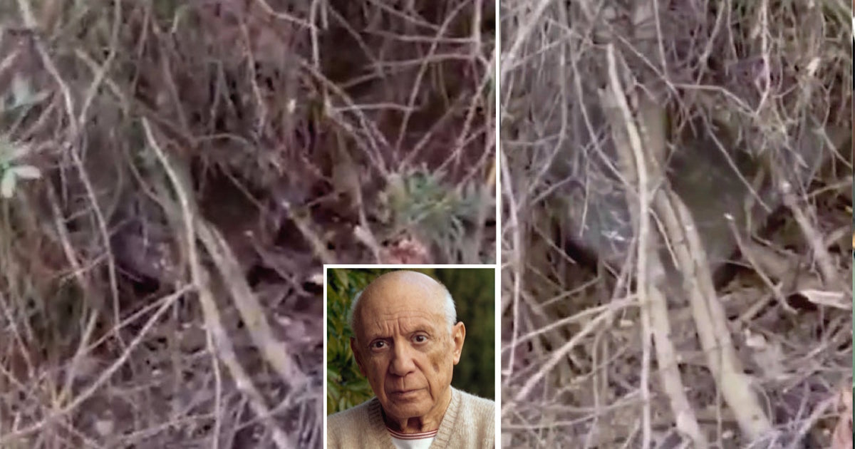 Stolen Picasso Painting Found Hidden In The Bushes 9 Years Later ...