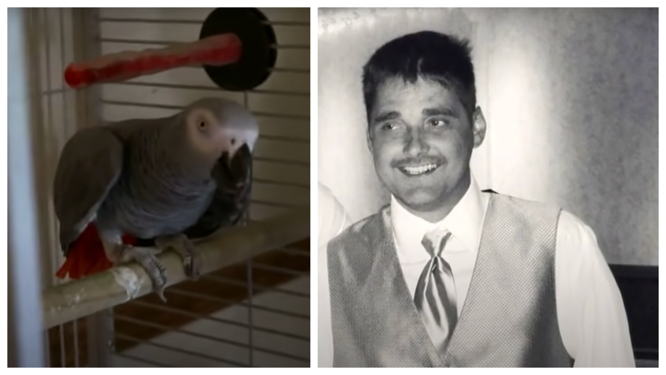 A Parrot Was Witness To A Family Murder | LittleThings.com