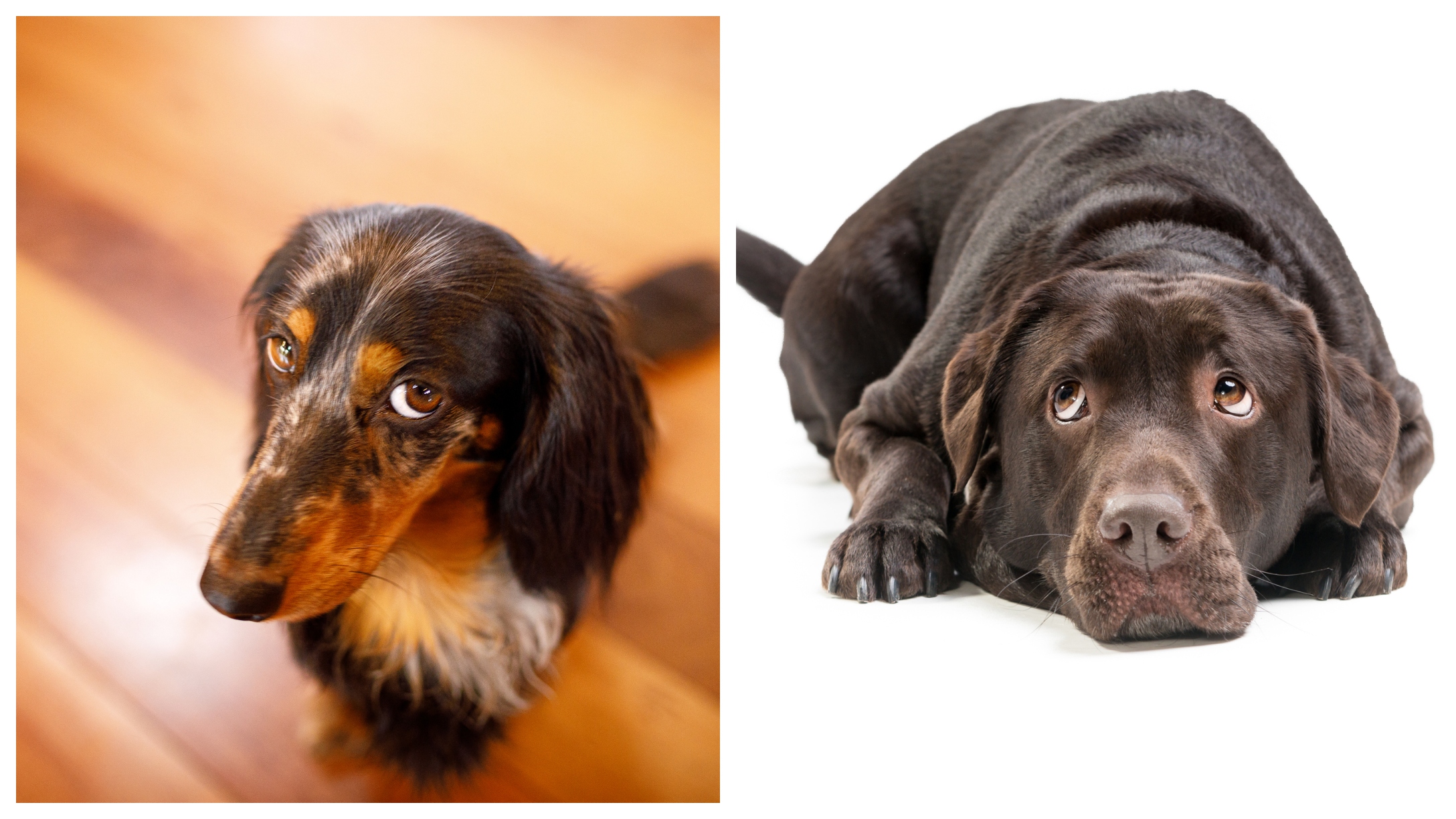 Cringey Dog Names To Avoid At All Costs | LittleThings.com