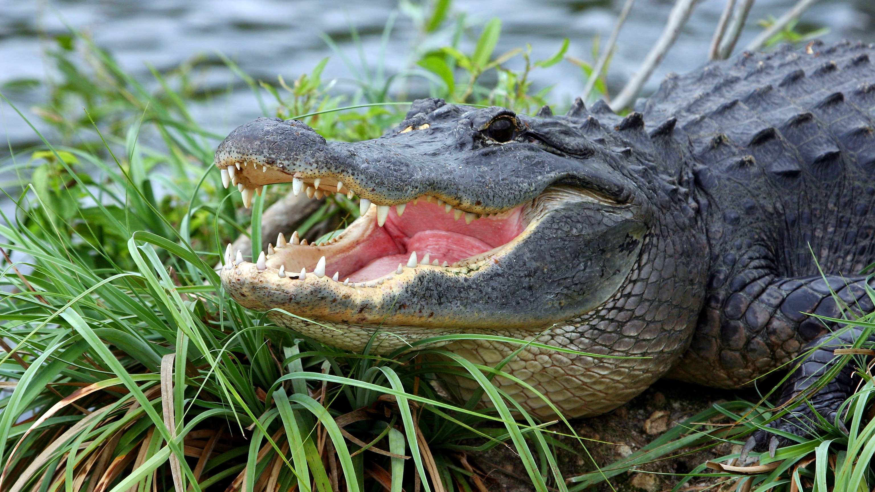 Barefoot MMA Fighter Shocks Crowd By Wrangling Alligator With His Bare ...