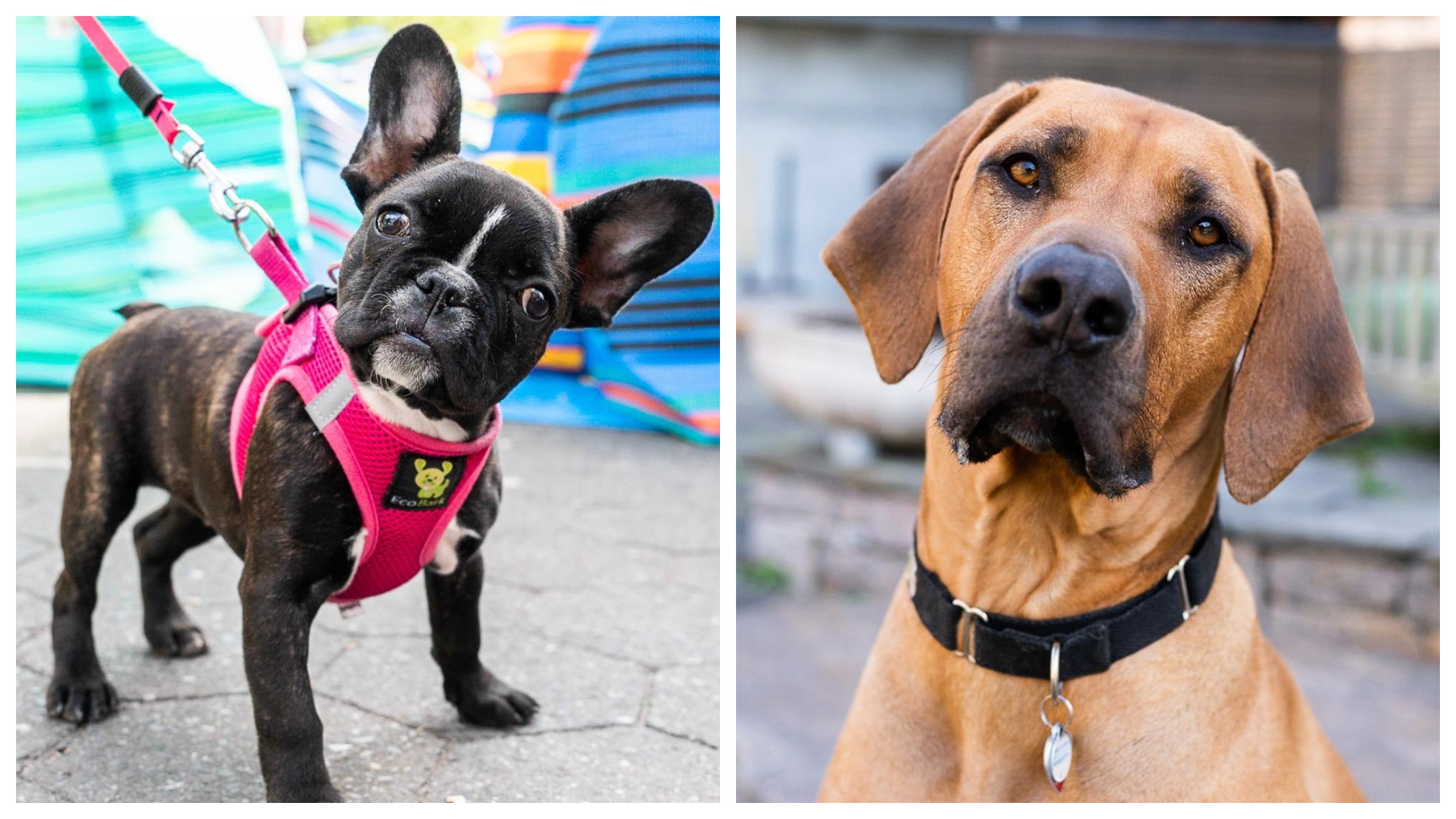 The 10 Most Dog-Obsessed States In America | LittleThings.com