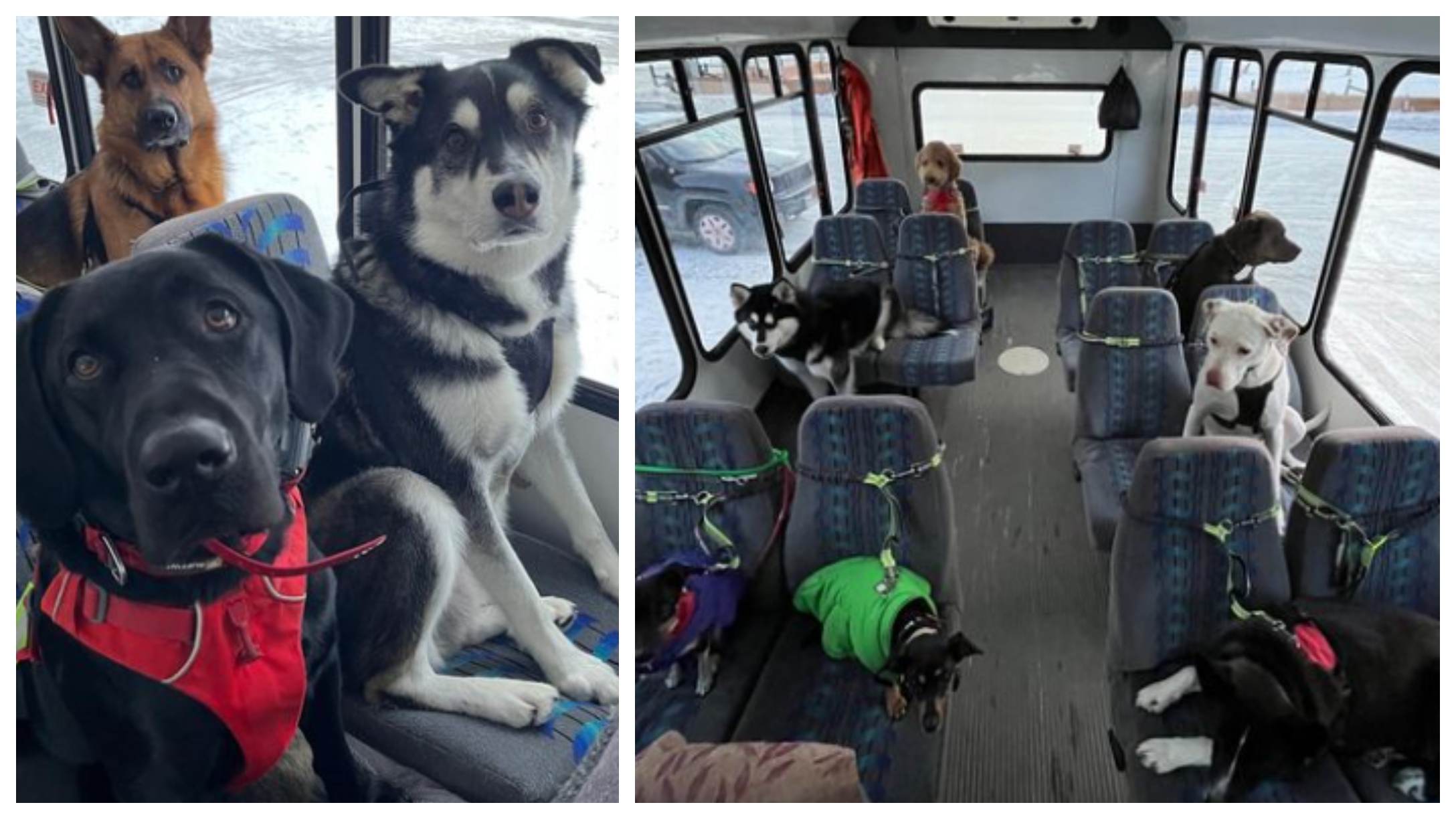 A Bus In Alaska Transports Dogs And Gives Them Complimentary Chicken ...