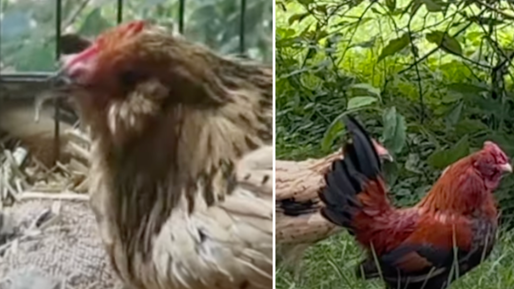 The World's Oldest Chicken, Peanut, Is Living Her Best Life ...